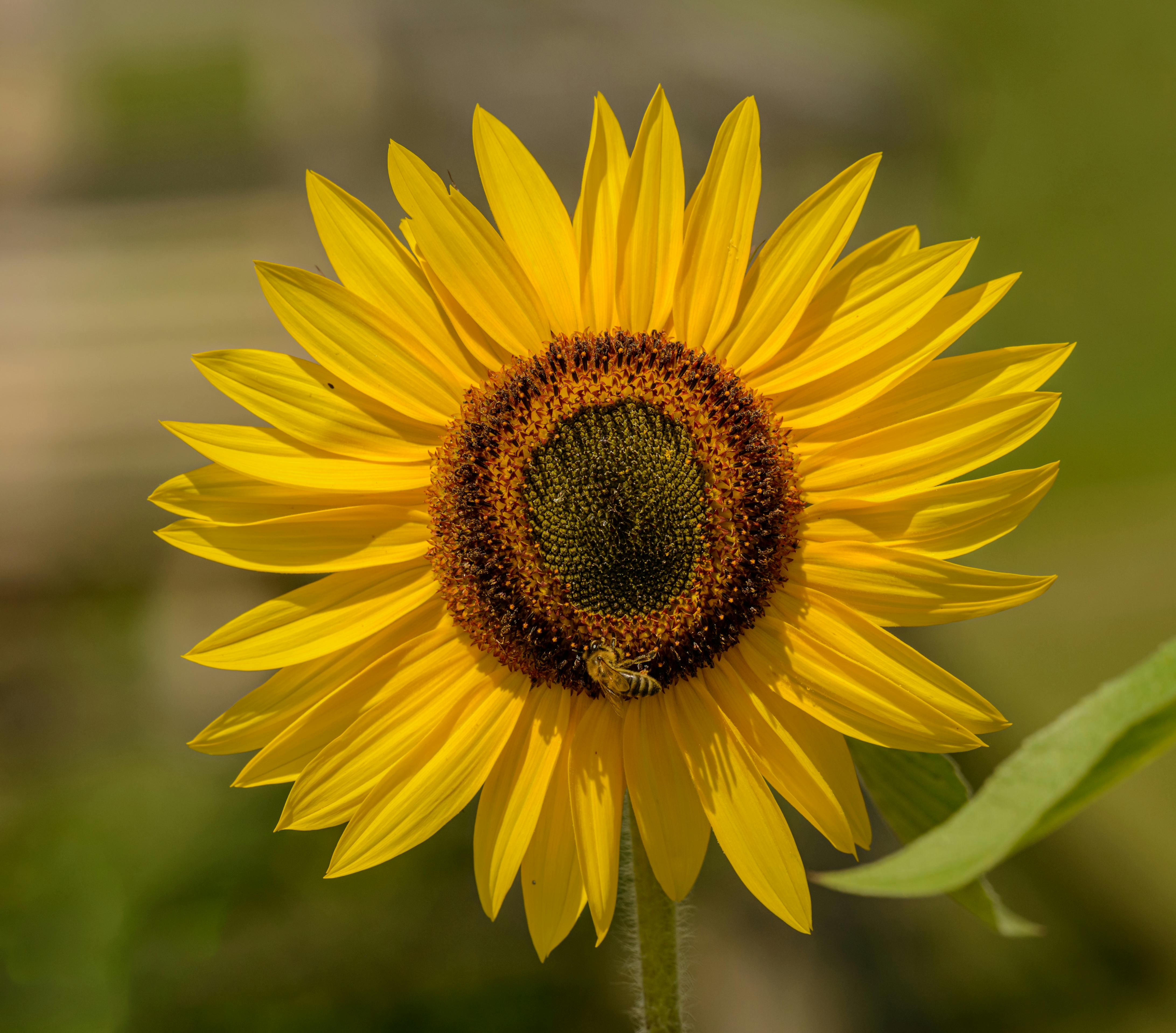 A Sunflower Under the Blue Sky · Free Stock Photo