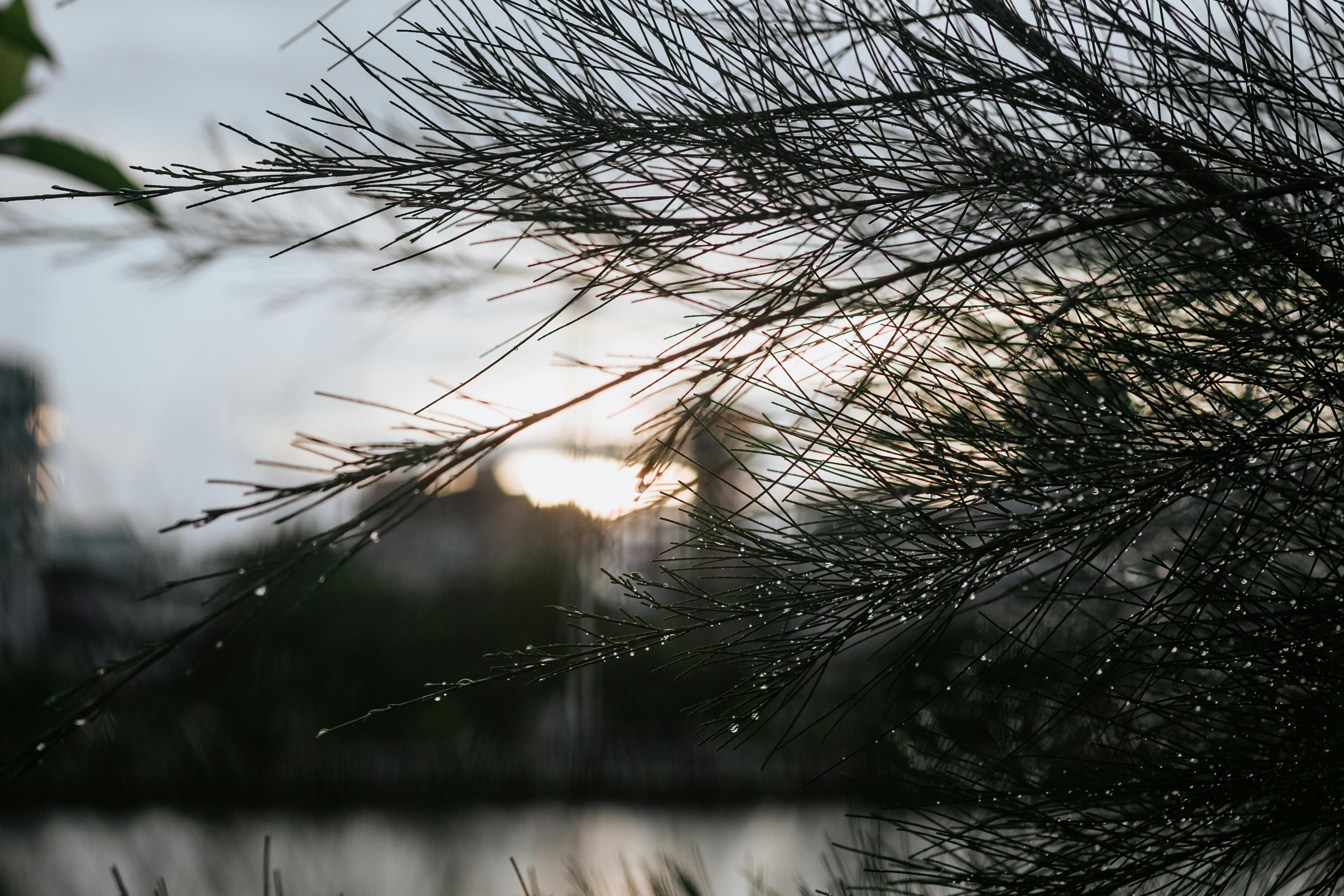 Dew Forming on the Pine Leaves in the Morning · Free Stock Photo