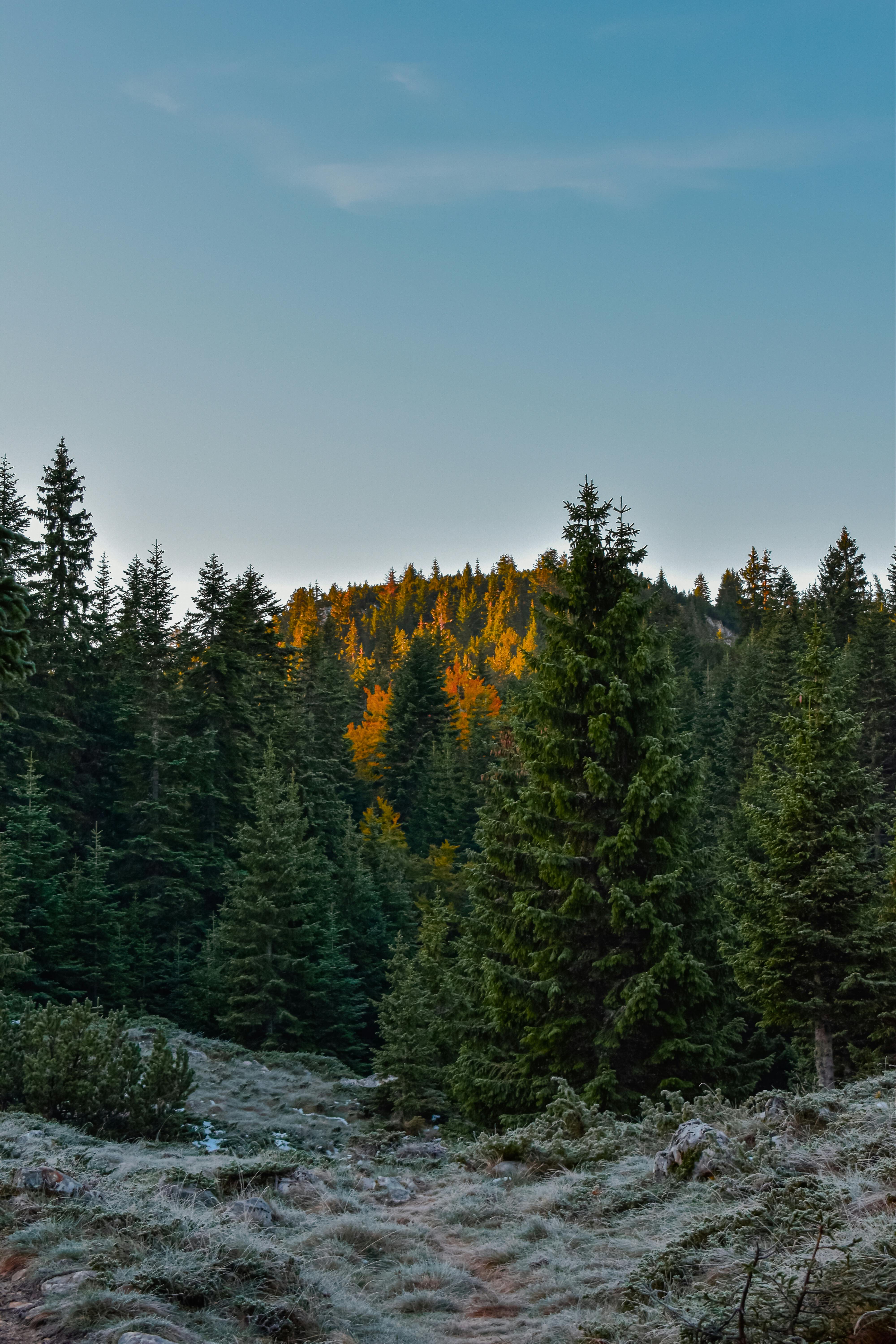 Clear Sky over Trees · Free Stock Photo