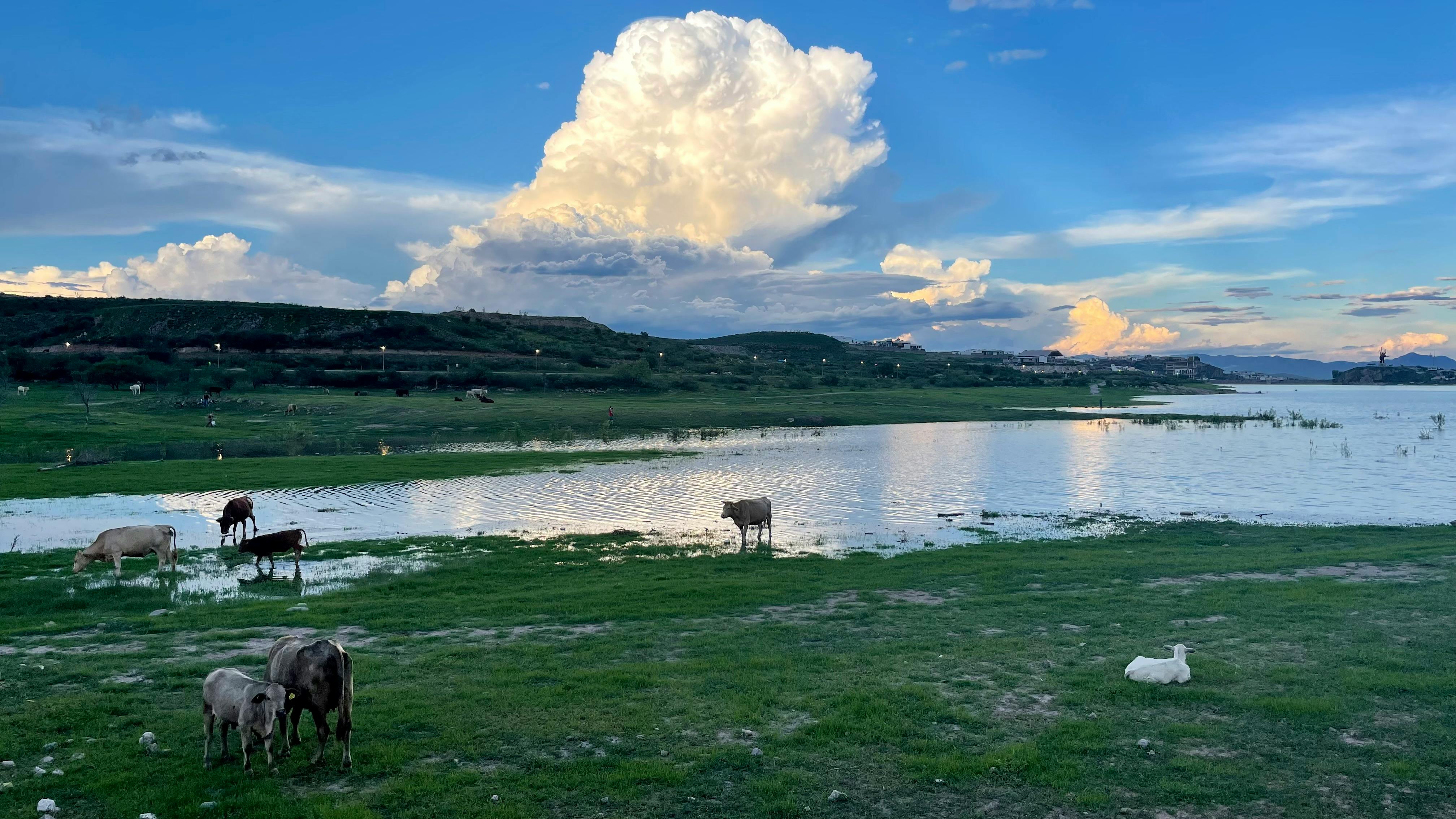 Farm Animals on Lakeside · Free Stock Photo
