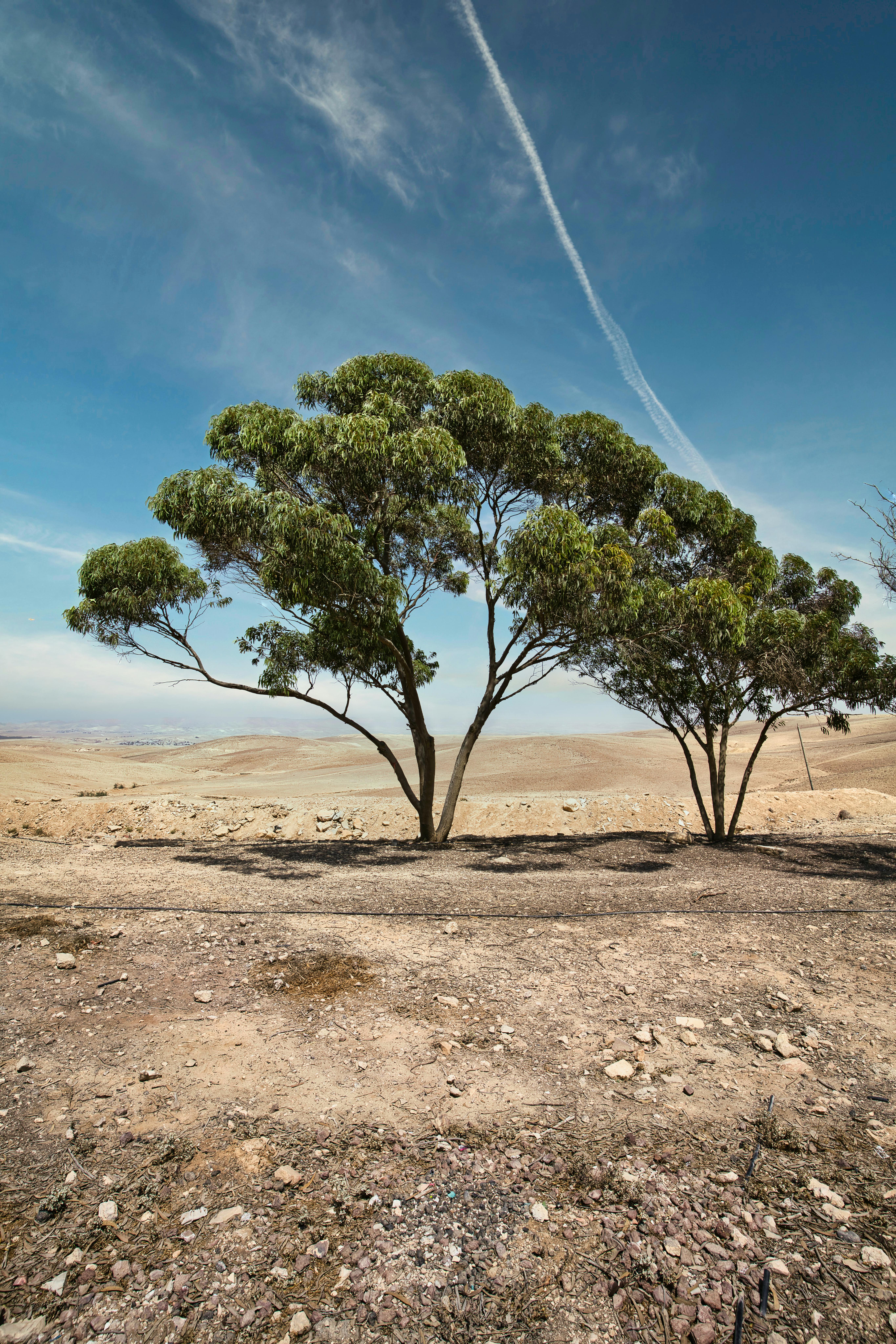 Trees in a Desert · Free Stock Photo