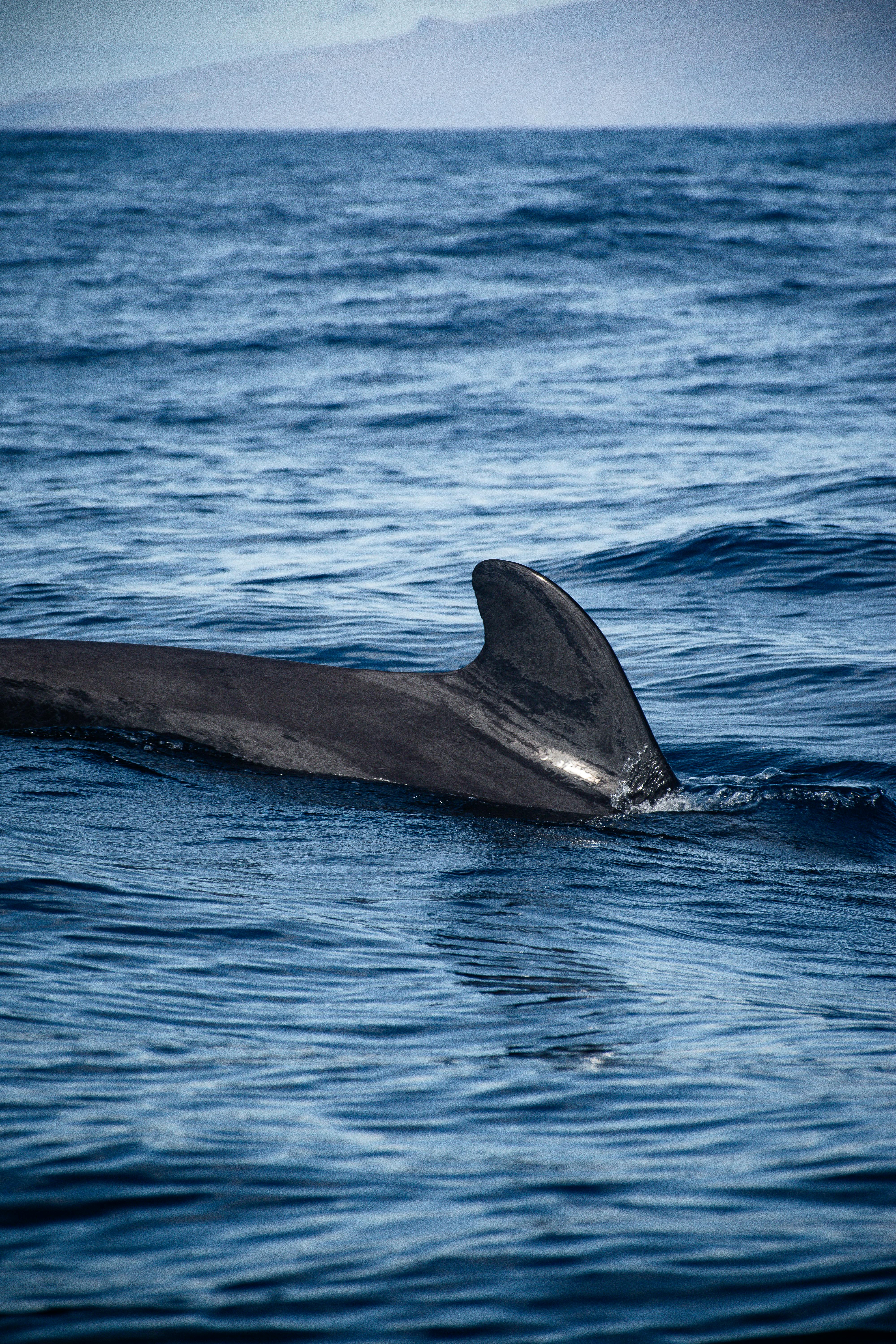 Fin of a Black Dolphin on the Sea Surface · Free Stock Photo