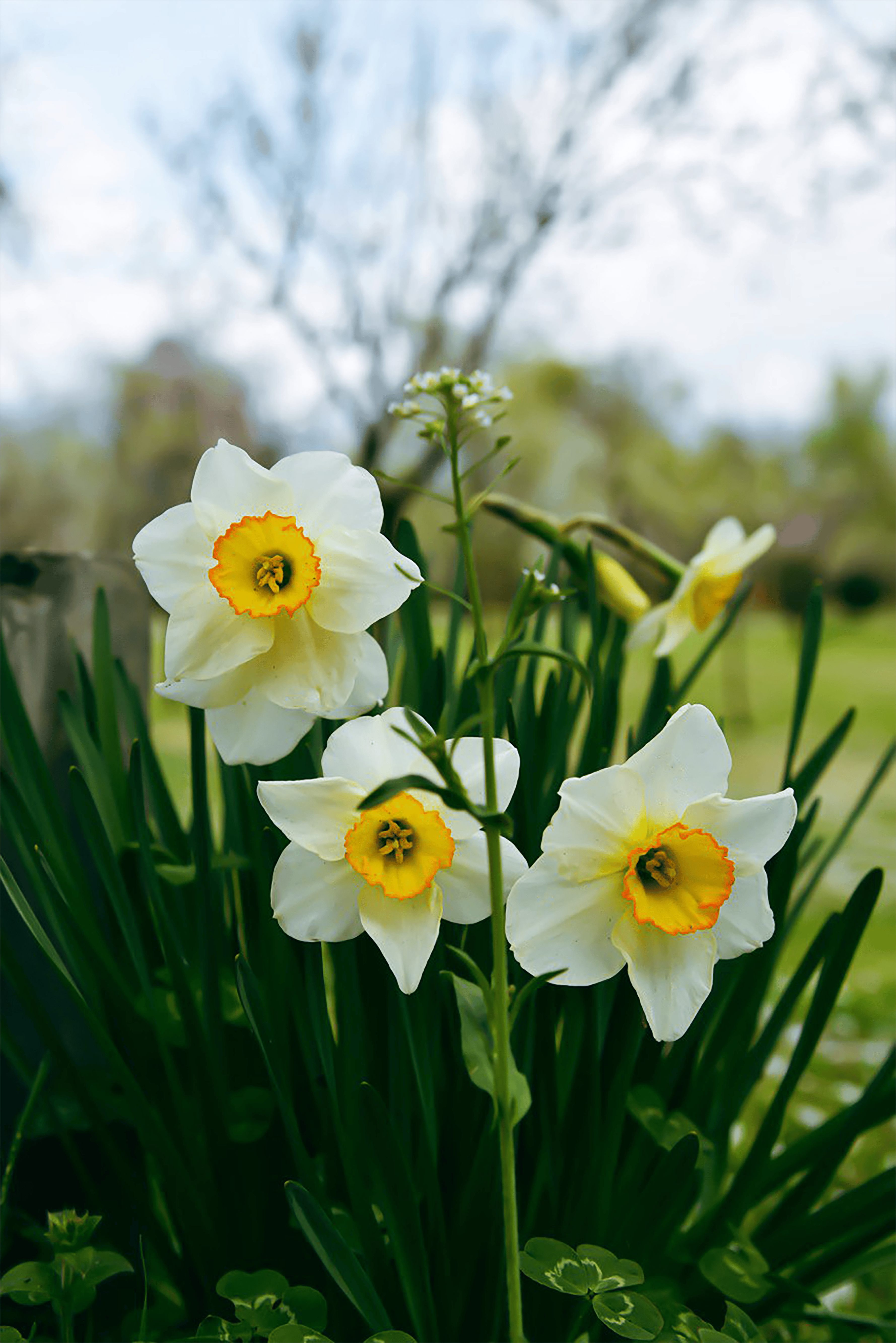 Close-Up Shot of Daffodils · Free Stock Photo