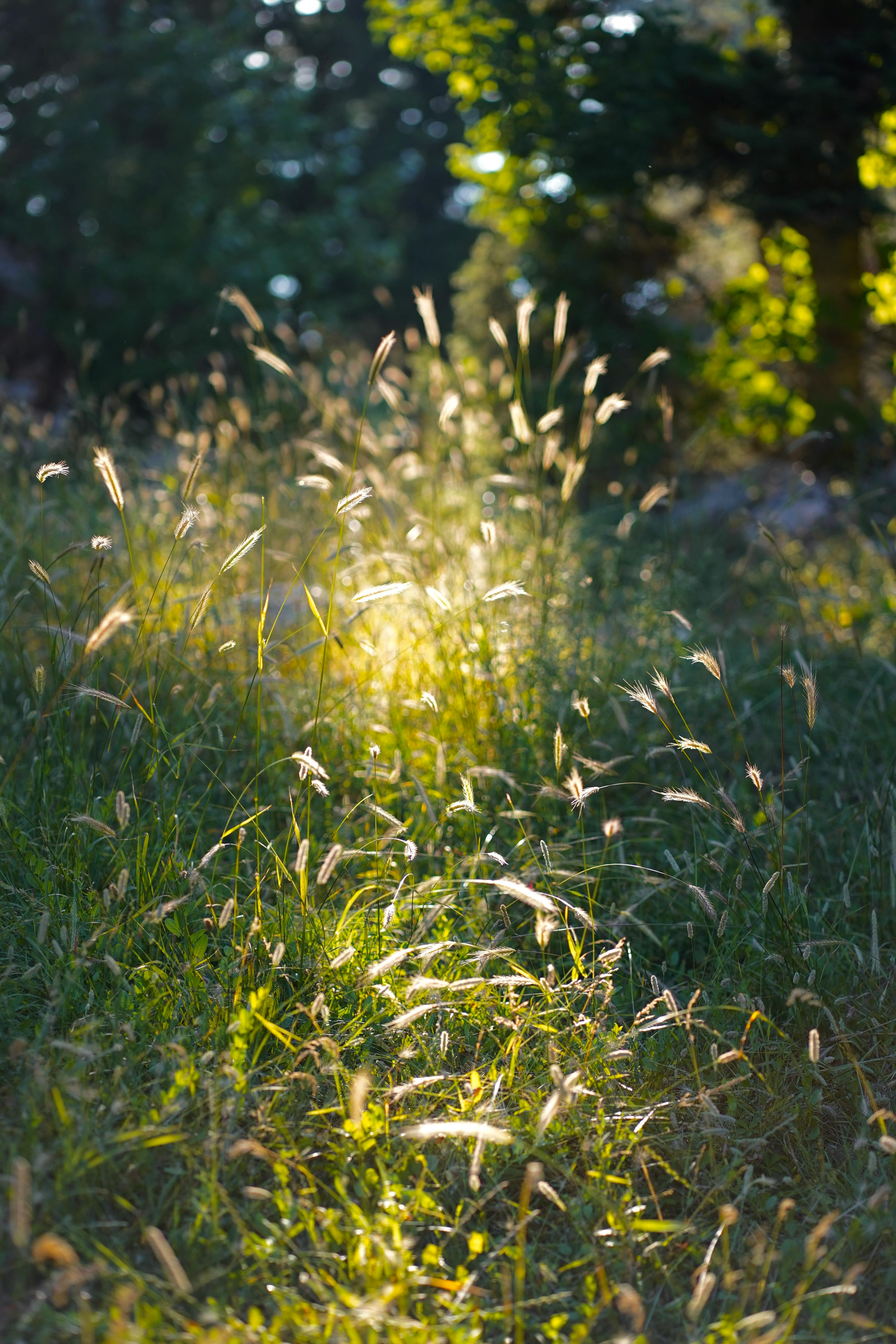 Sunlight Shining on Grass Field · Free Stock Photo