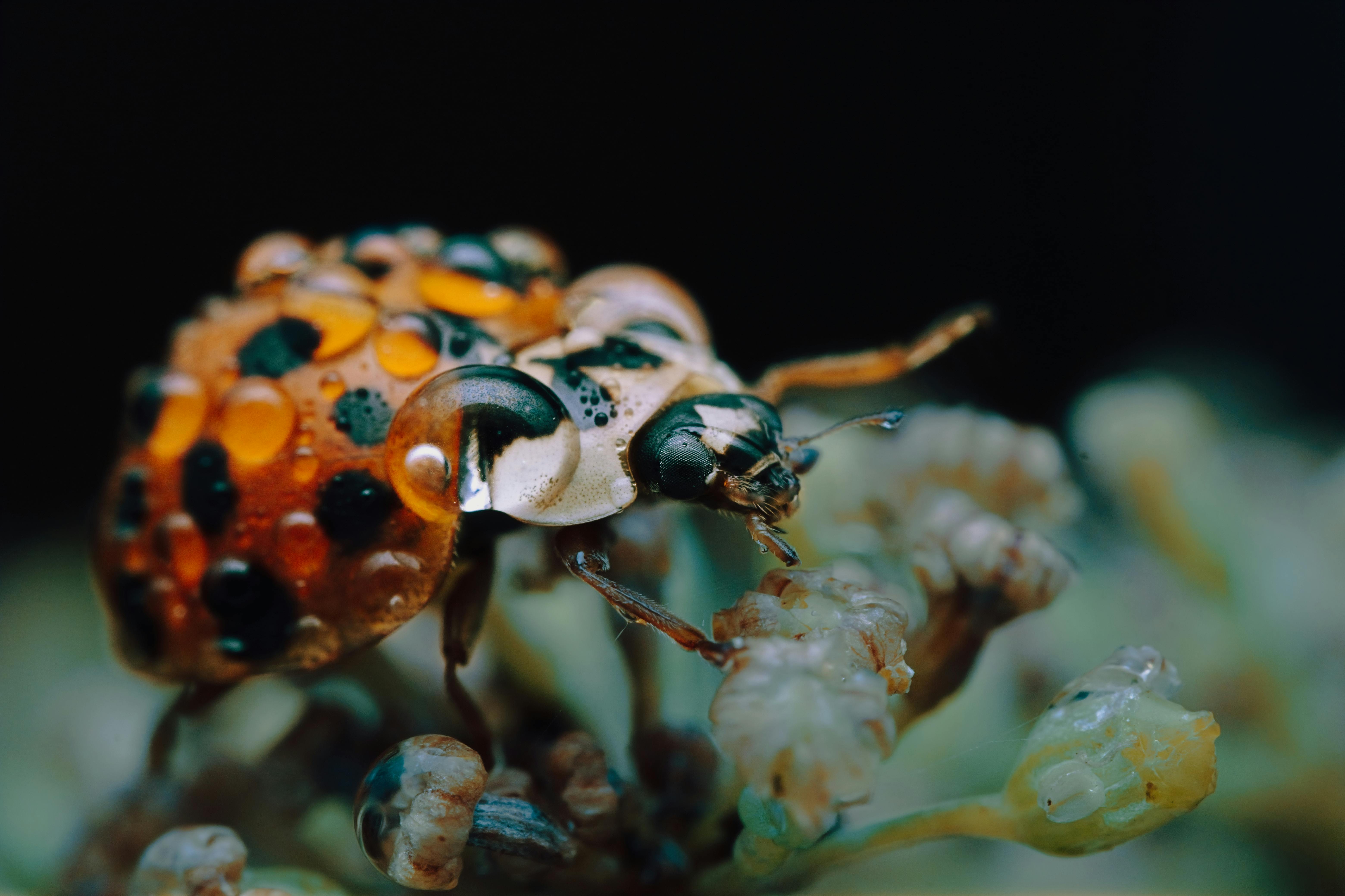 A Lady Bug With Water Droplets · Free Stock Photo