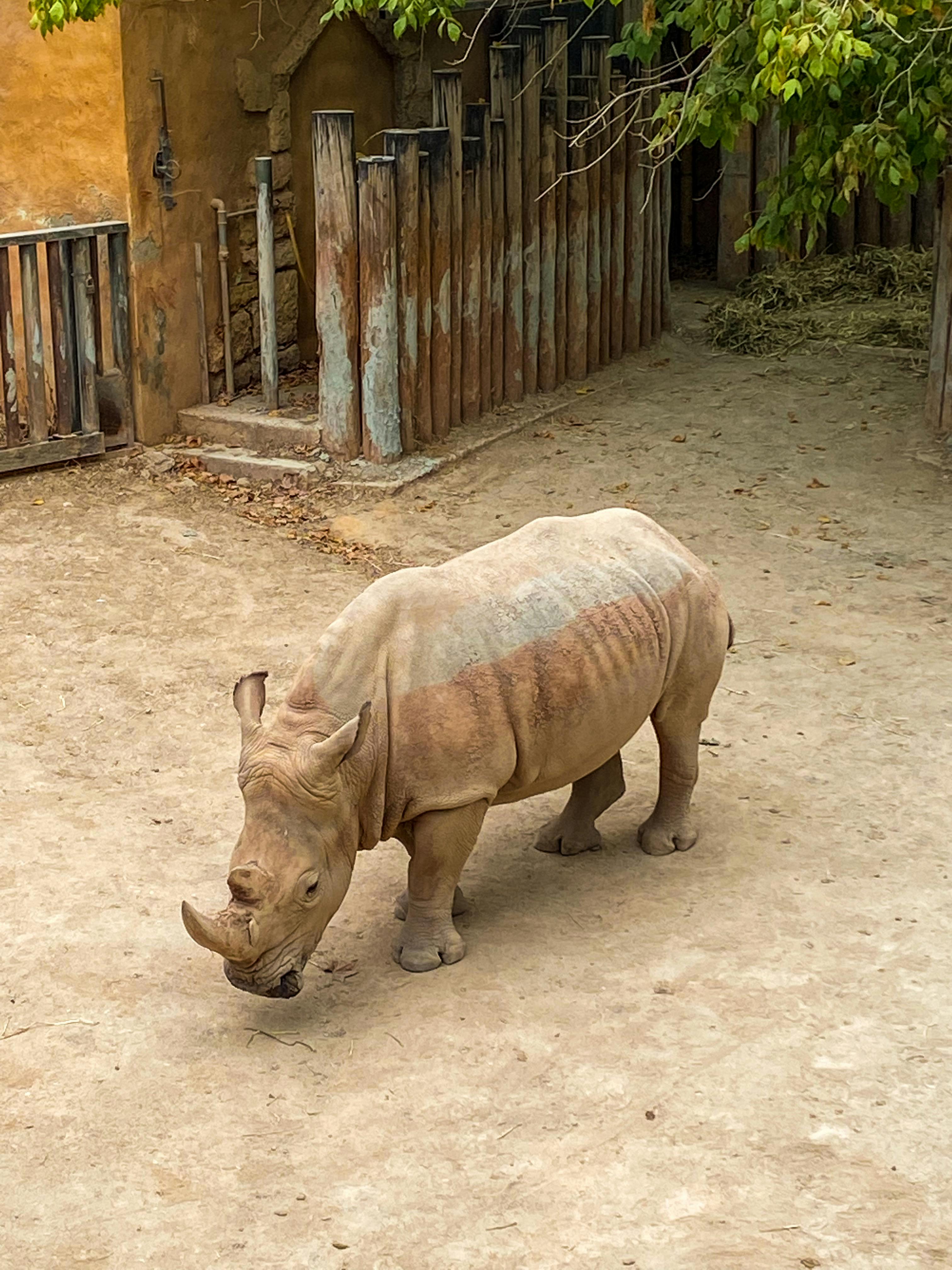 Photo of a Brown Rhinoceros · Free Stock Photo