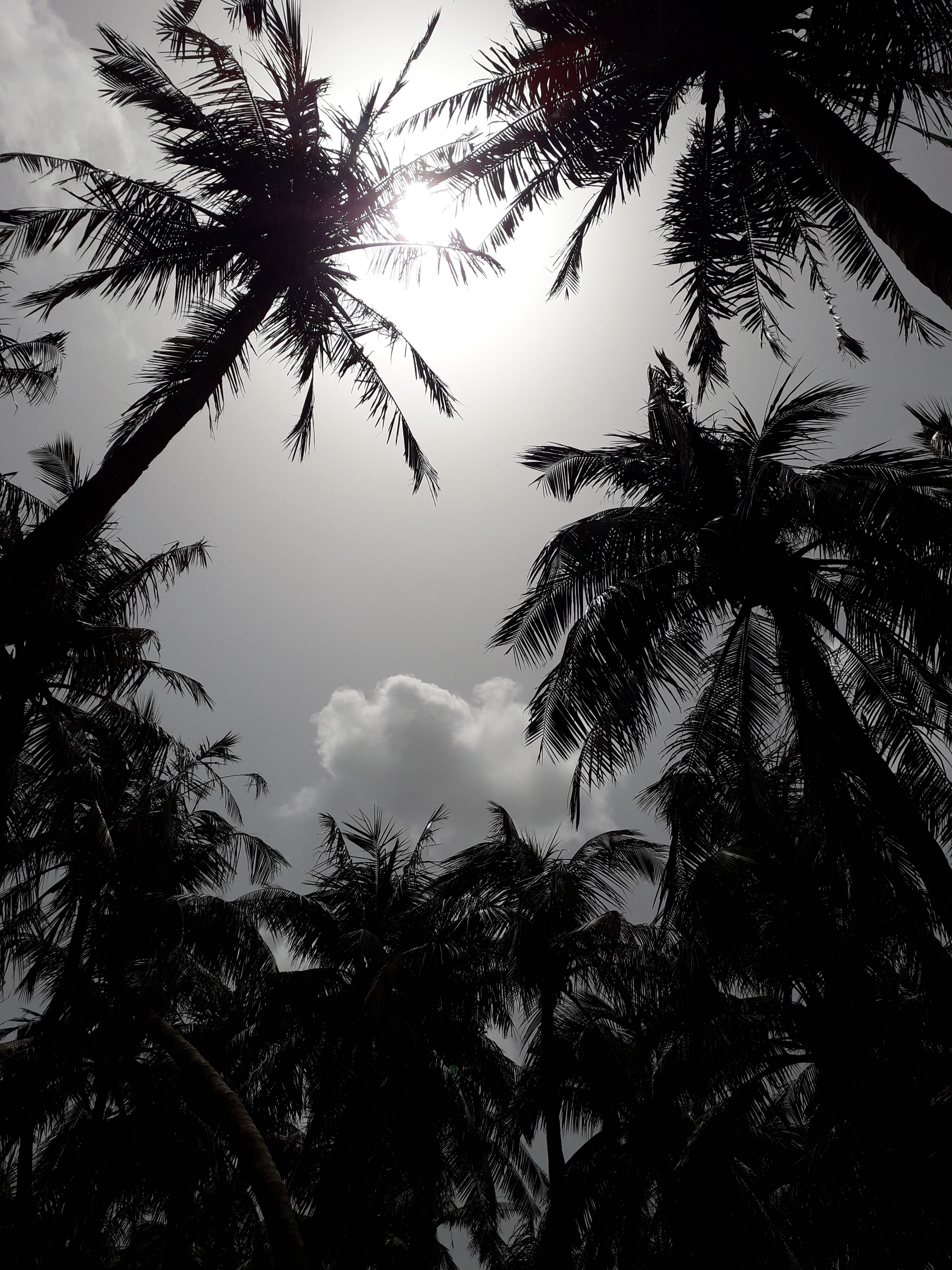 Monochrome Photo of the Silhouette of a Tree · Free Stock Photo