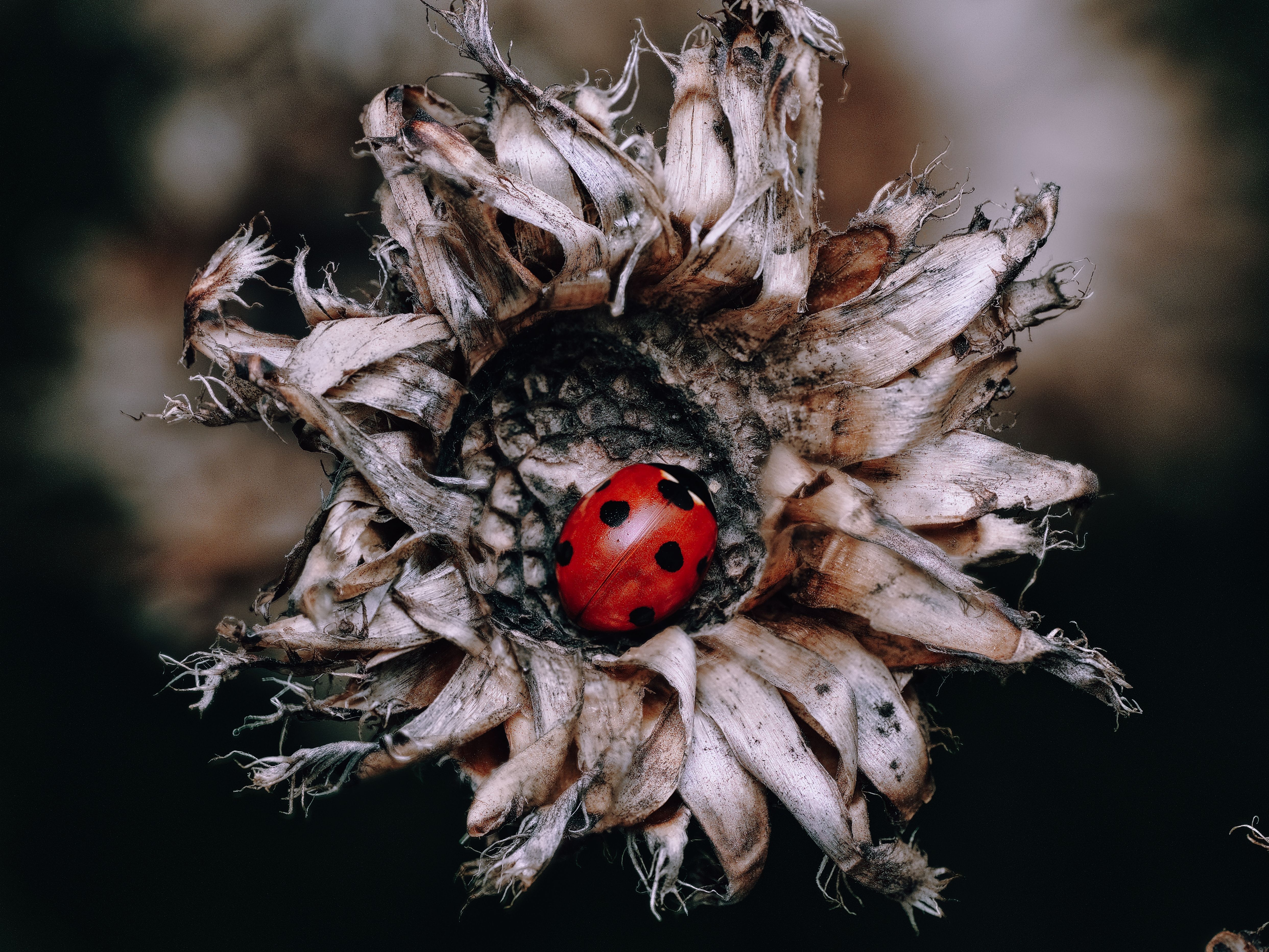 Close Up Photo of a Ladybug · Free Stock Photo