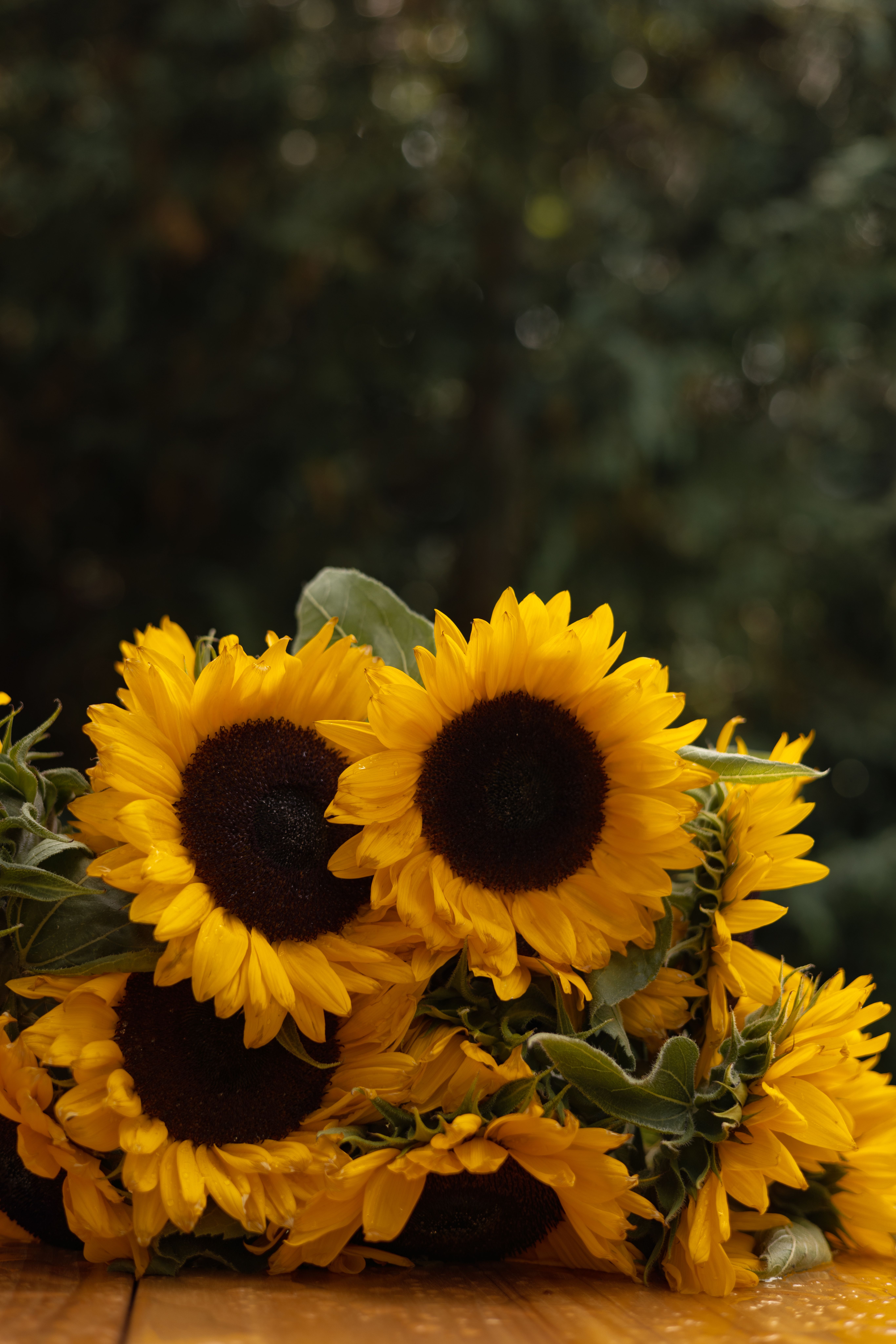 Close-Up Shot of Sunflowers · Free Stock Photo