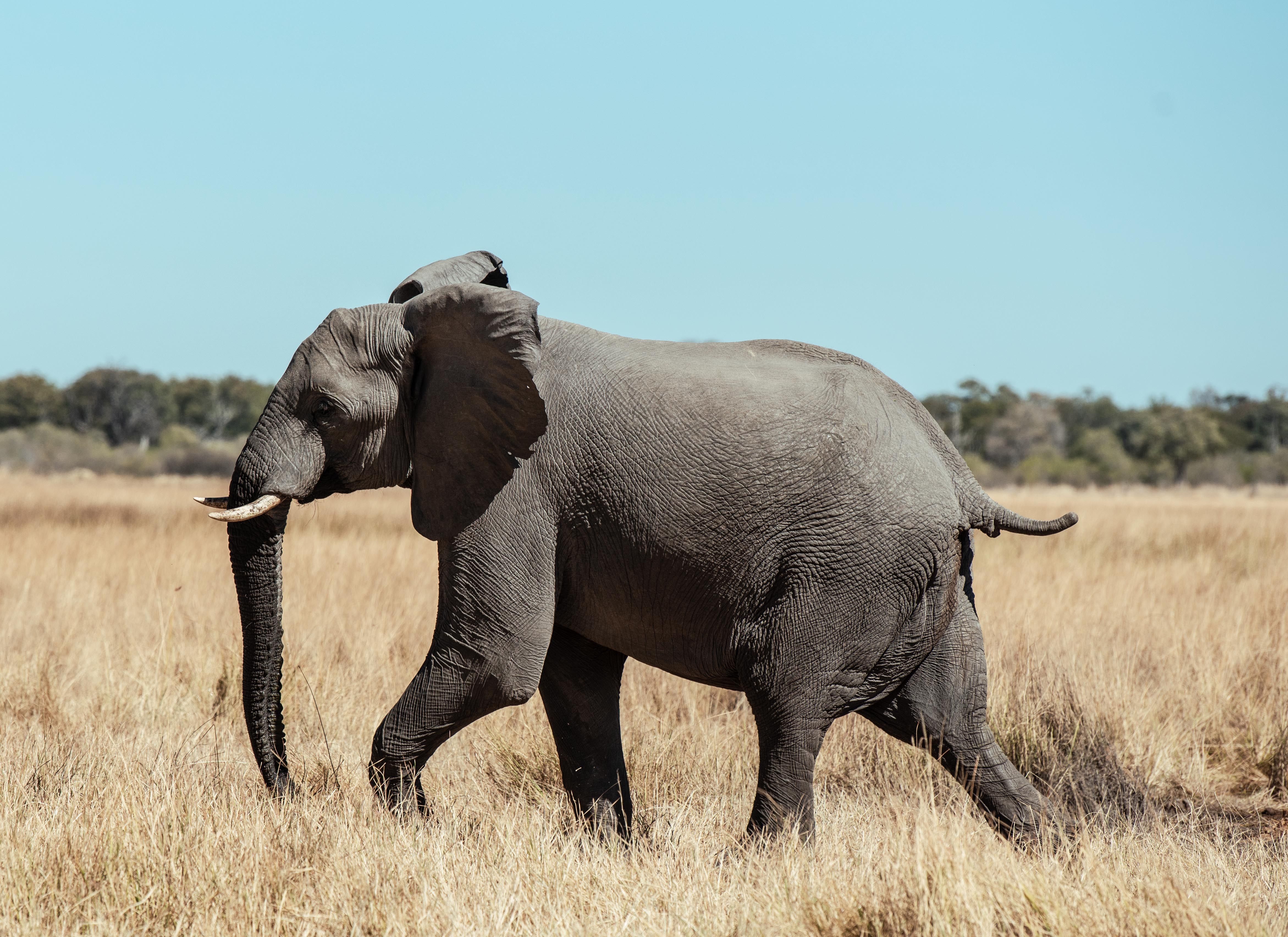 An Elephant on a Grass Field · Free Stock Photo