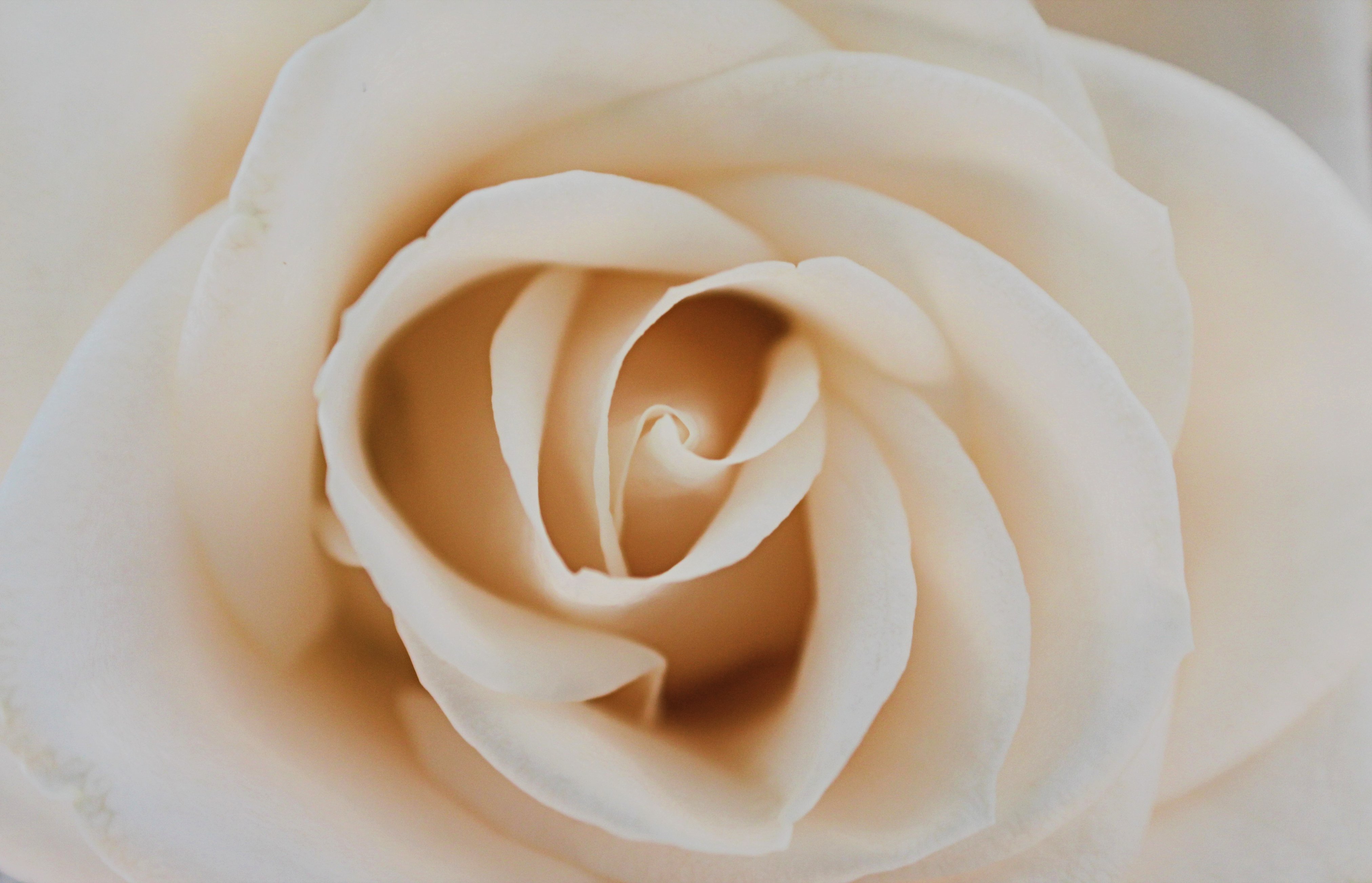 Close-Up Shot of a White Rose · Free Stock Photo