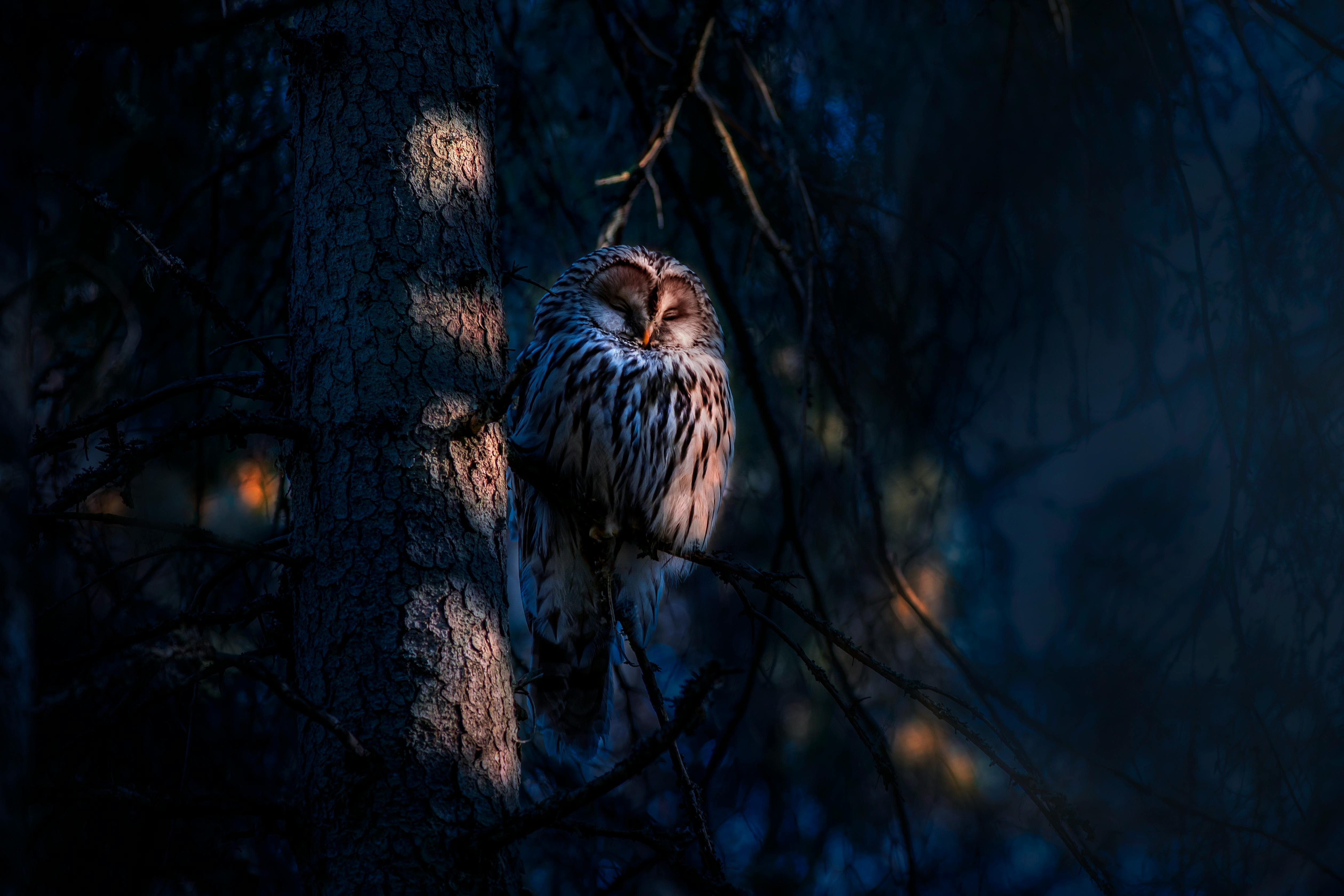 Close-Up Photo of Beige and Gray Barn Owl · Free Stock Photo