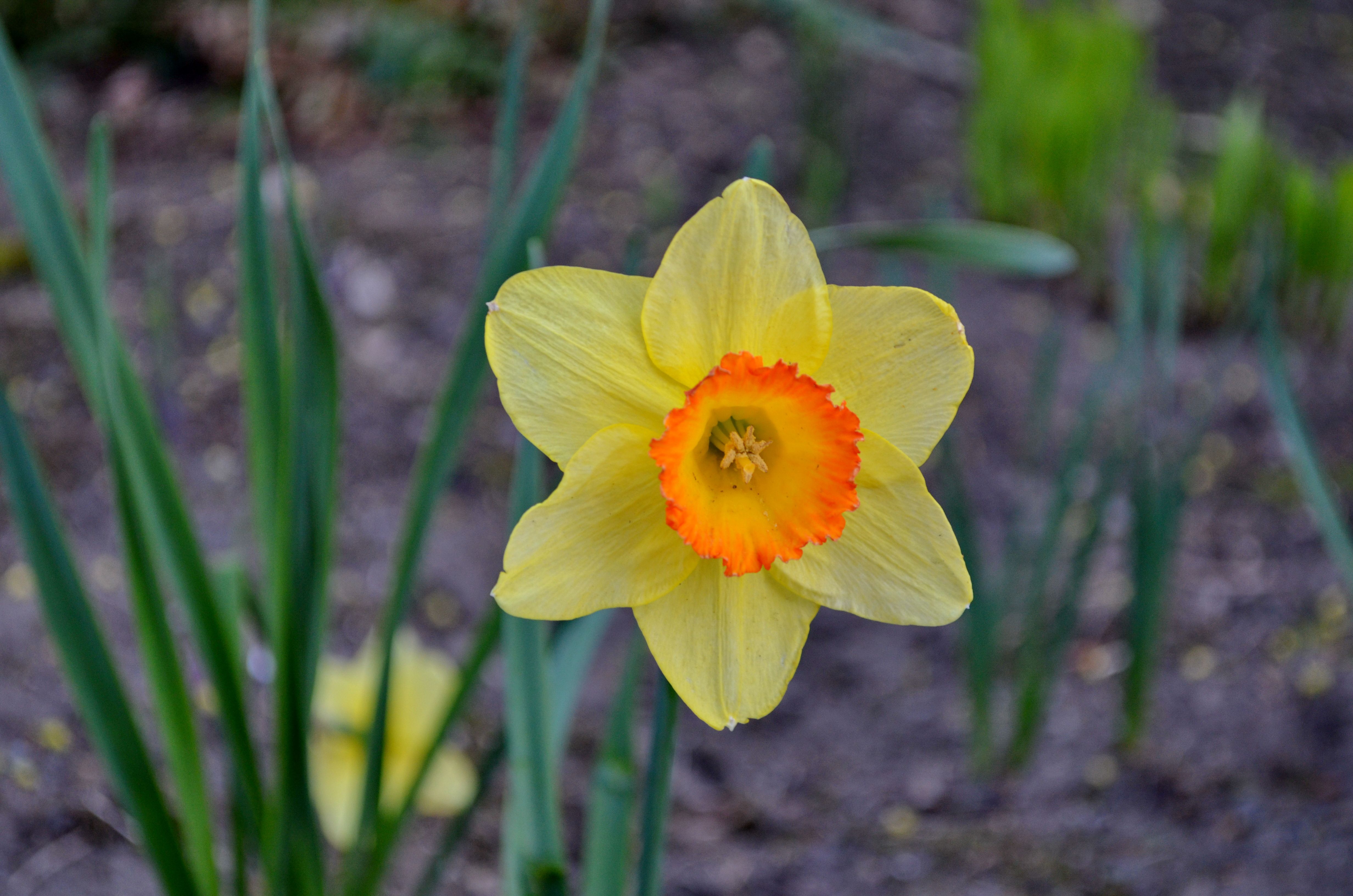 Close-Up Shot of a Daffodil · Free Stock Photo