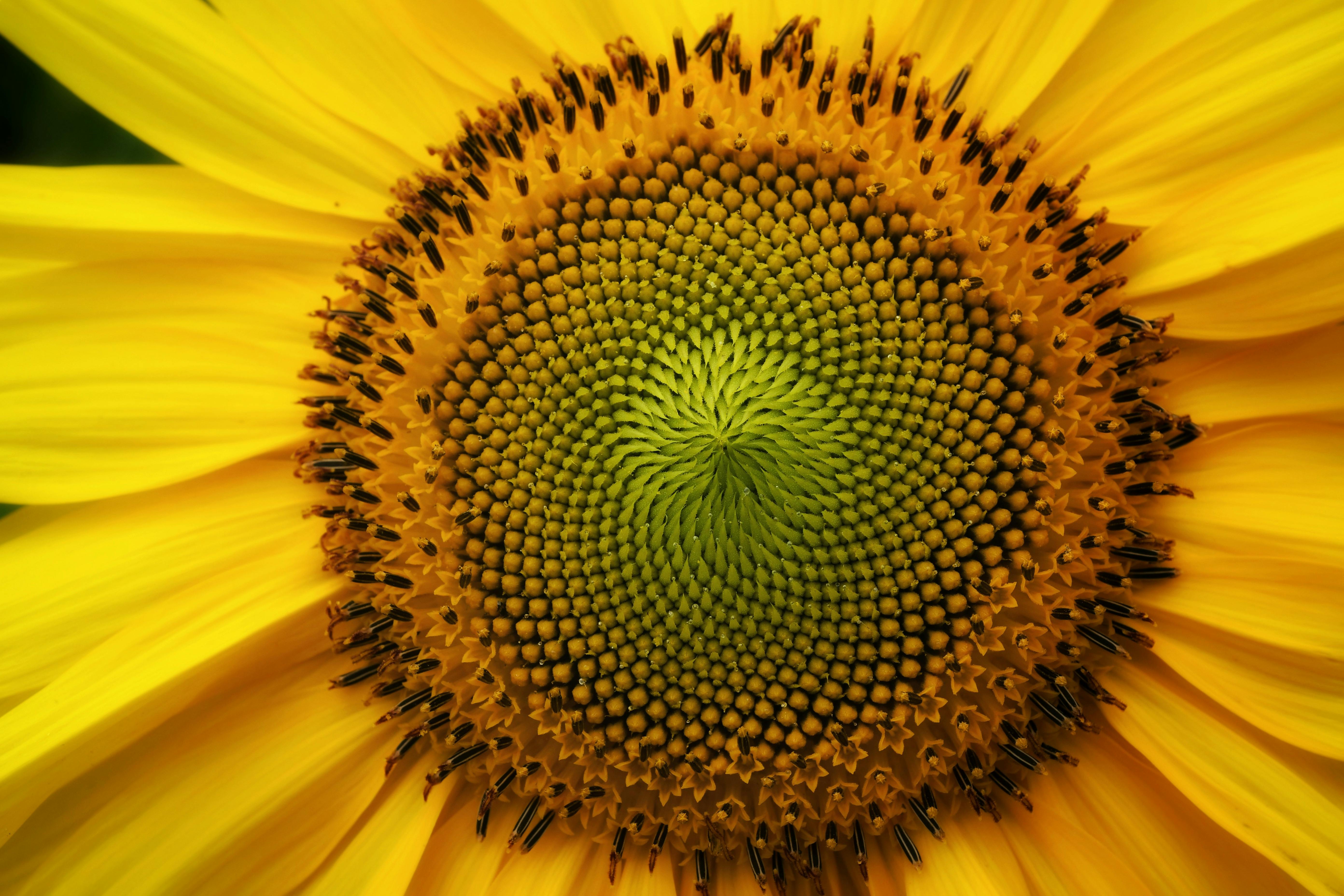 Close-Up Shot of a Sunflower · Free Stock Photo
