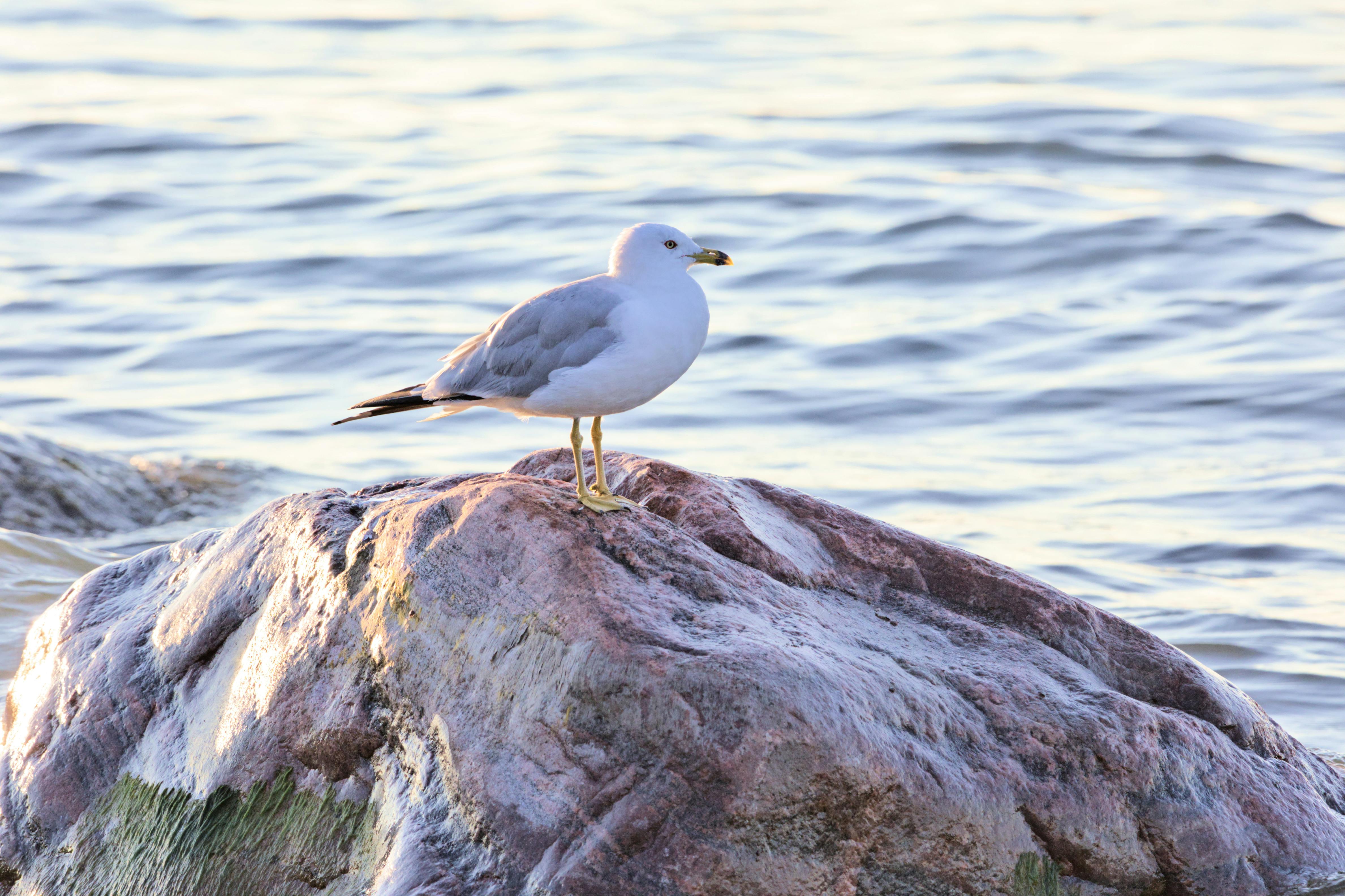Seagull Standing in Pipe · Free Stock Photo