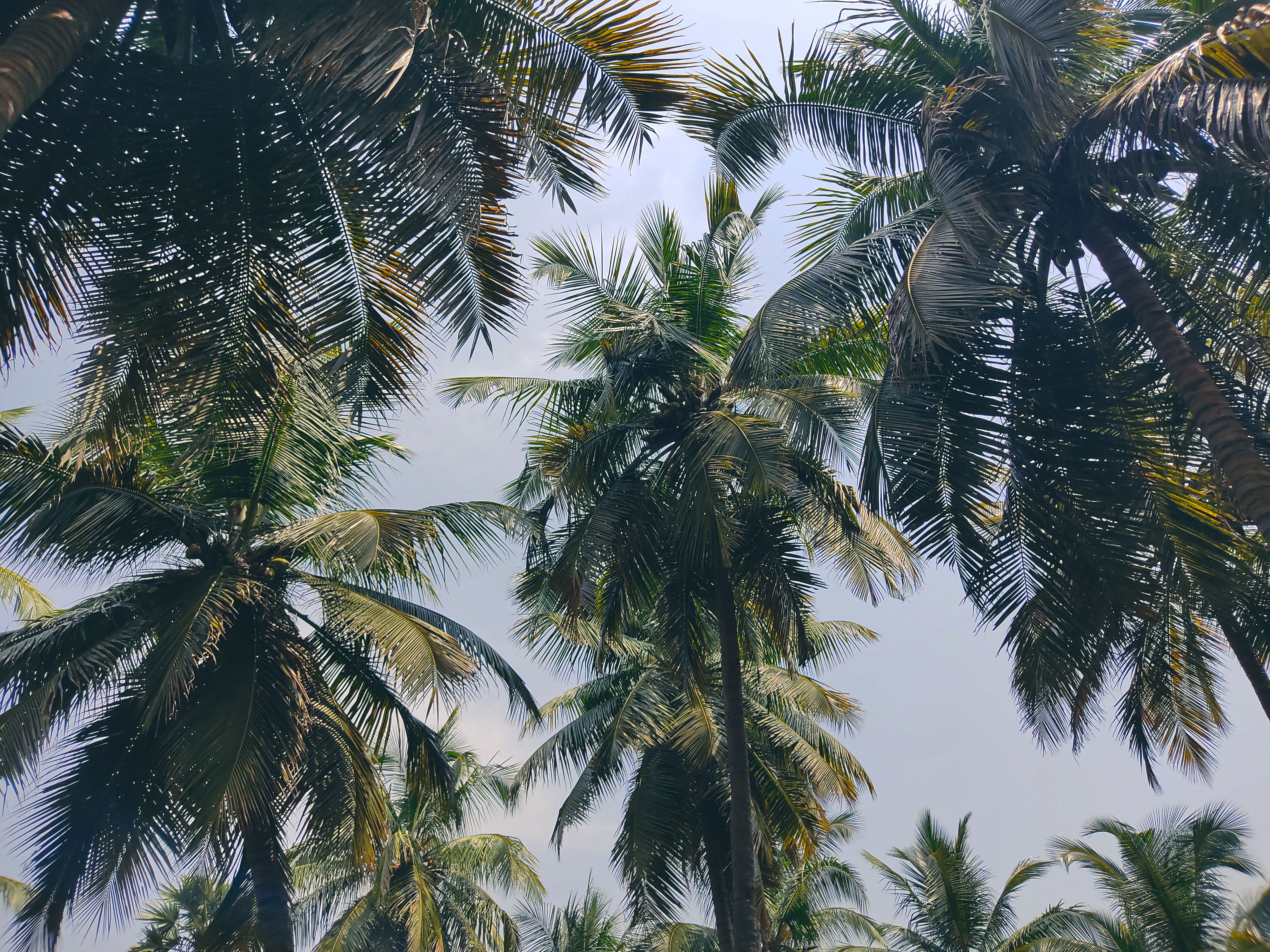 Low Angle Shot of Coconut Trees · Free Stock Photo
