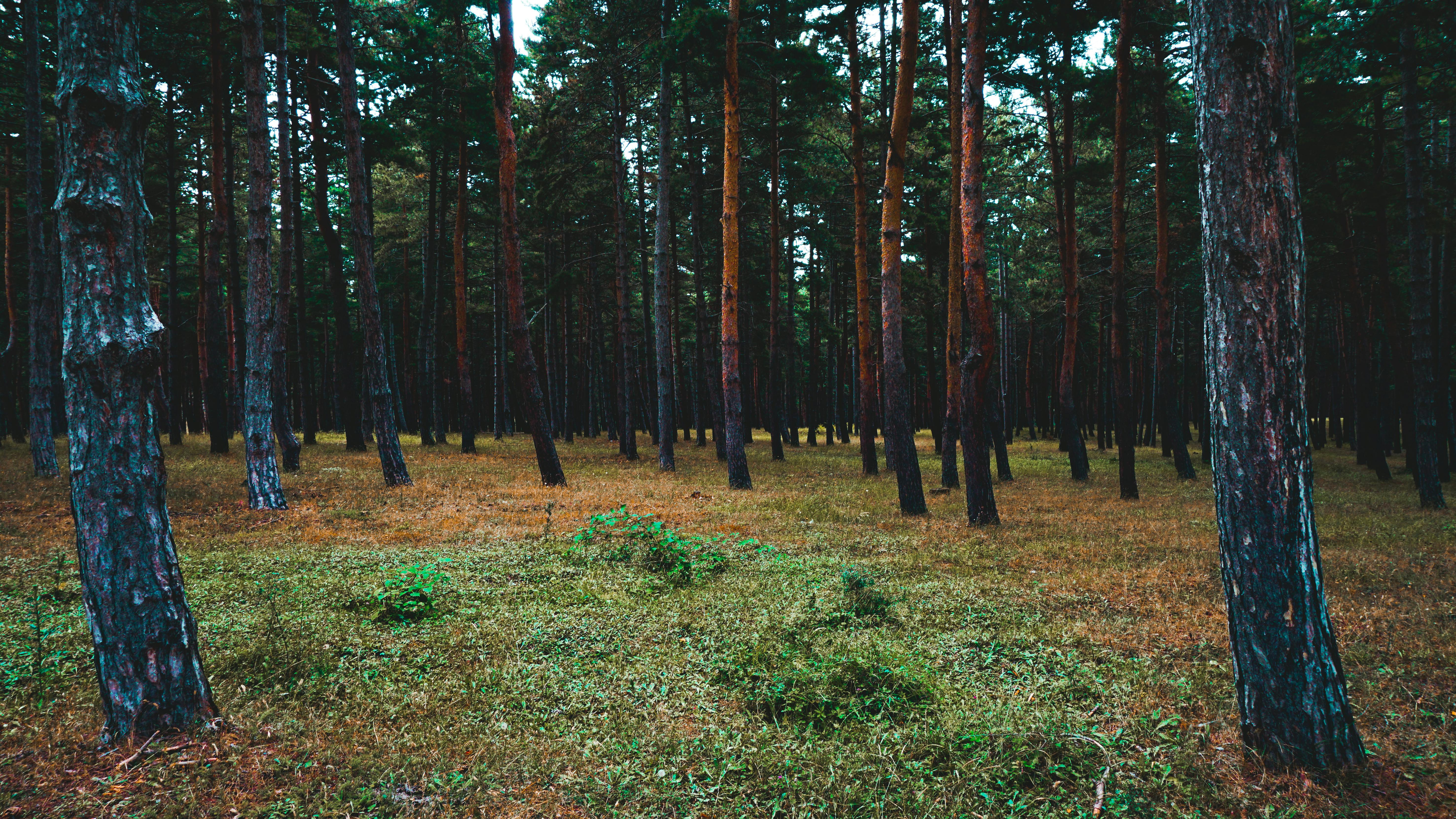 Green Trees · Free Stock Photo