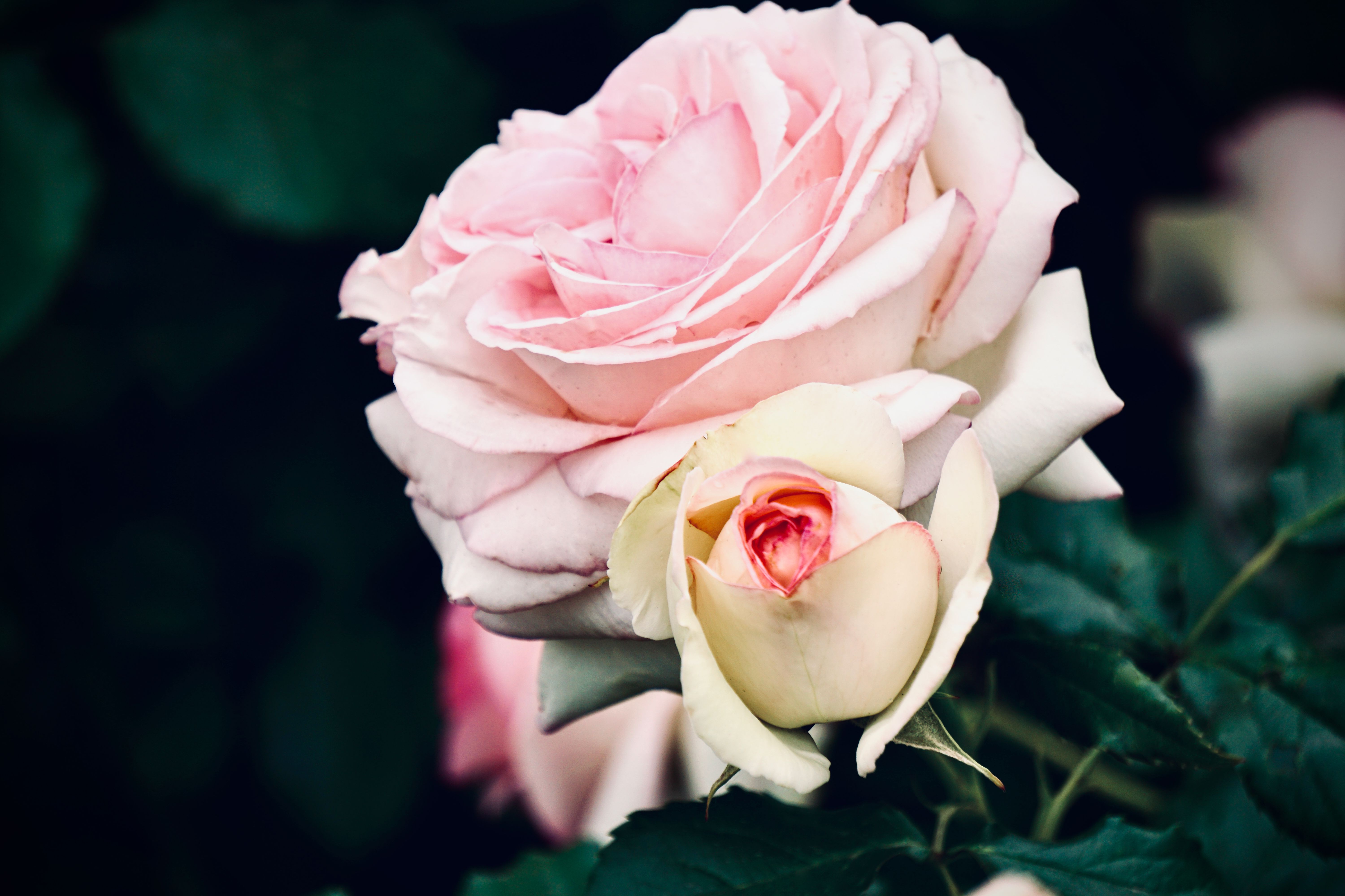 Close Up Photo of China Rose · Free Stock Photo