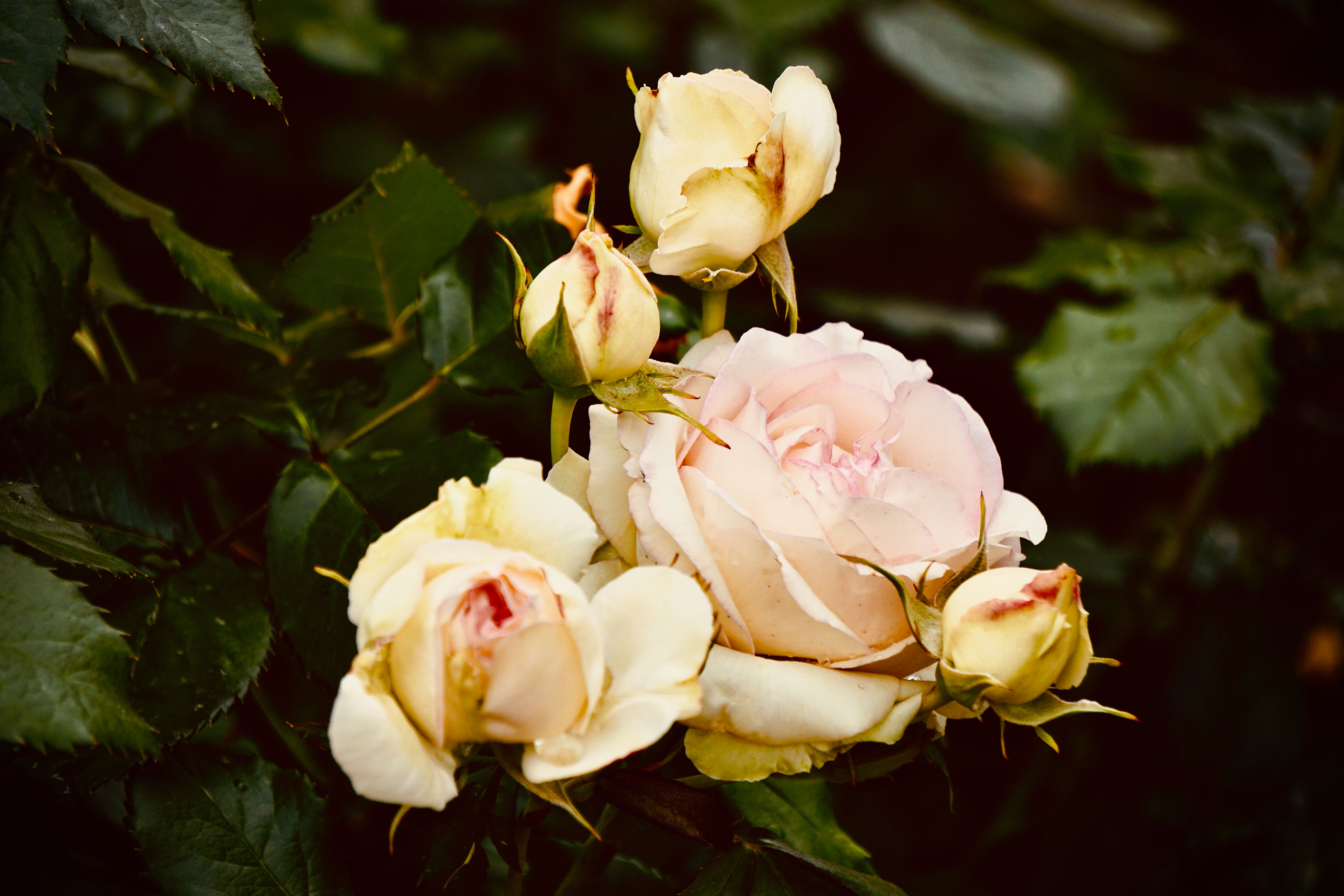 Close Up Photo of China Rose · Free Stock Photo