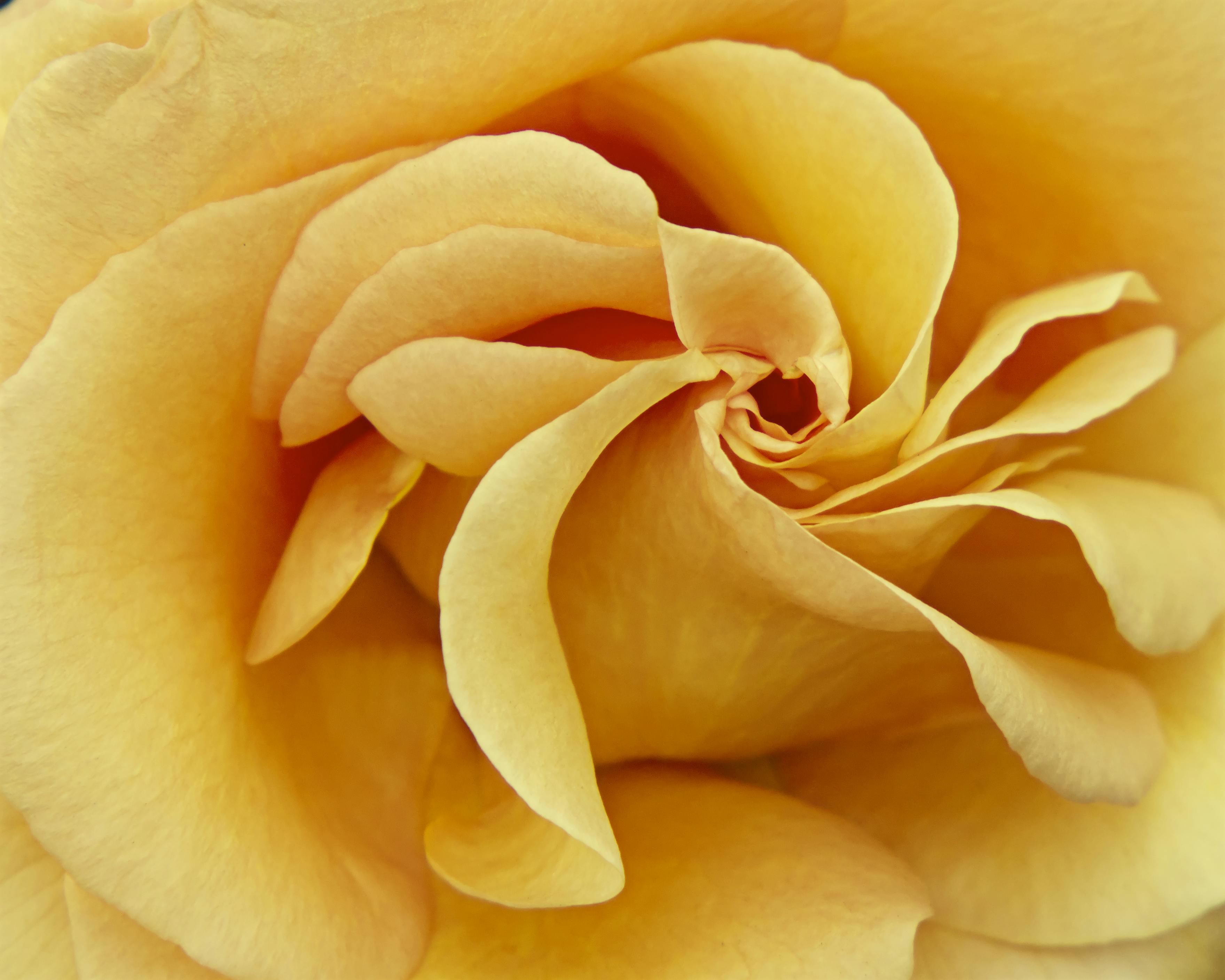 Close-Up Shot of Yellow Roses · Free Stock Photo
