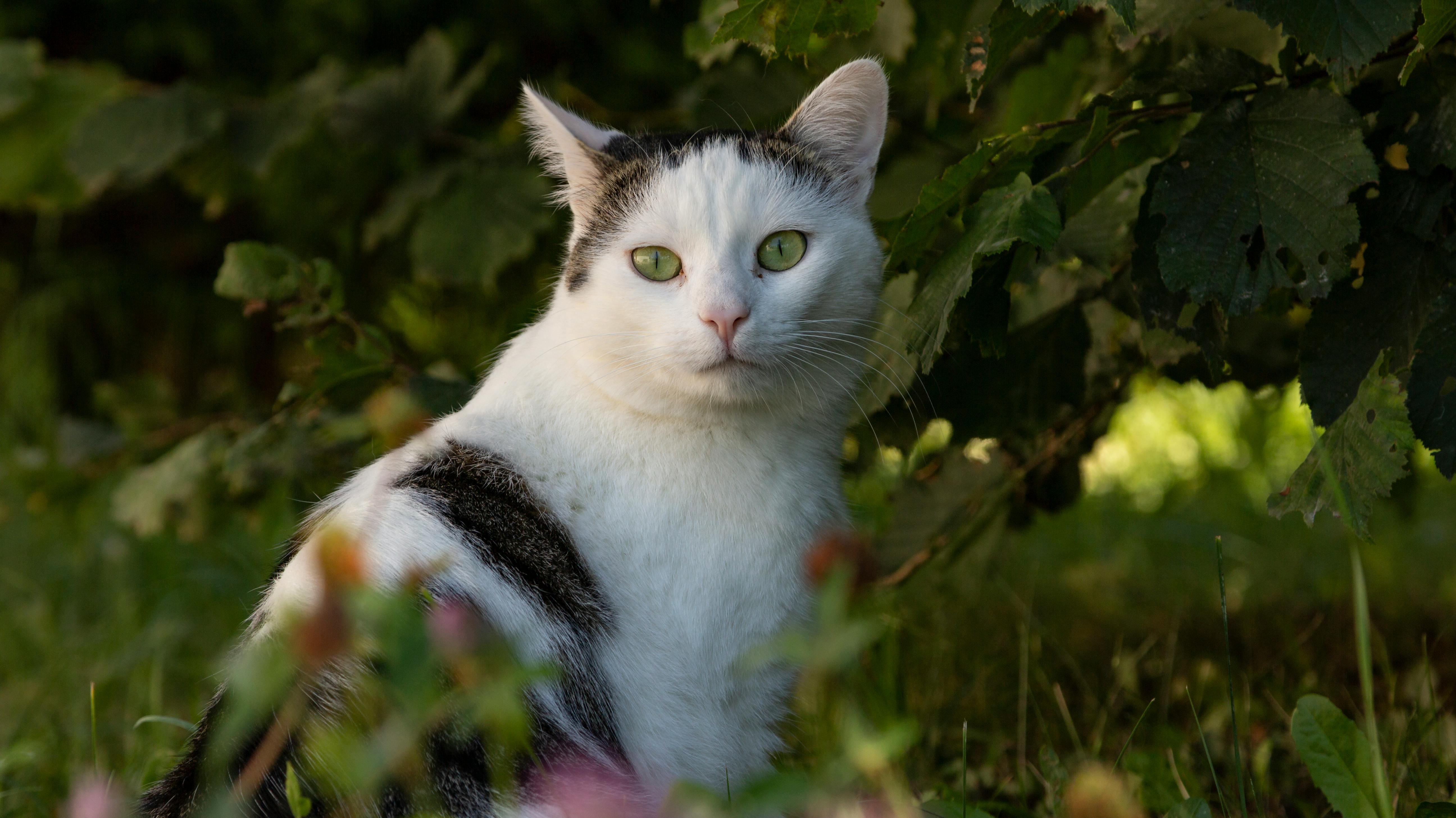 Cat Beside a Green Plant · Free Stock Photo