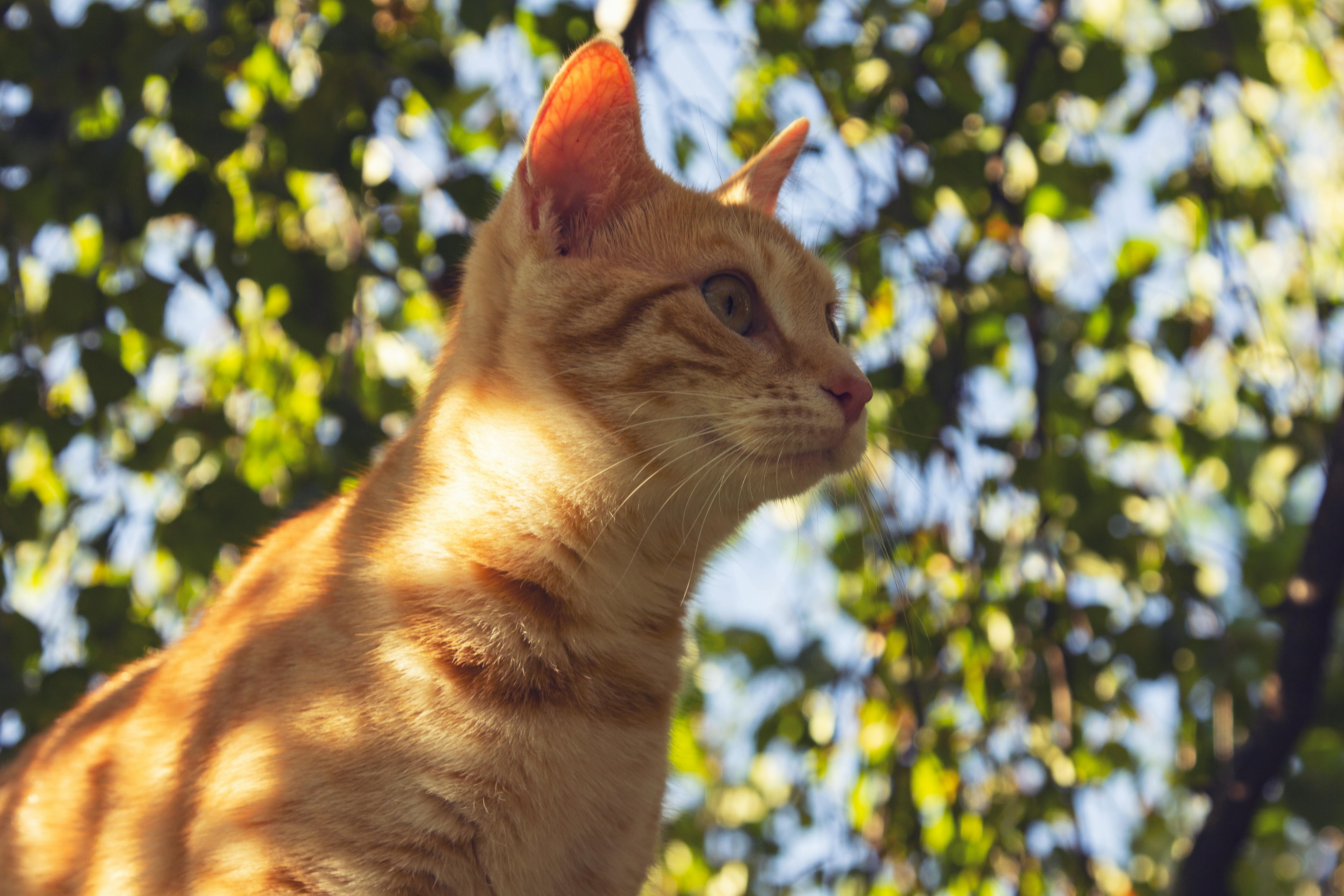 A Close-Up Shot of a Tabby Cat · Free Stock Photo