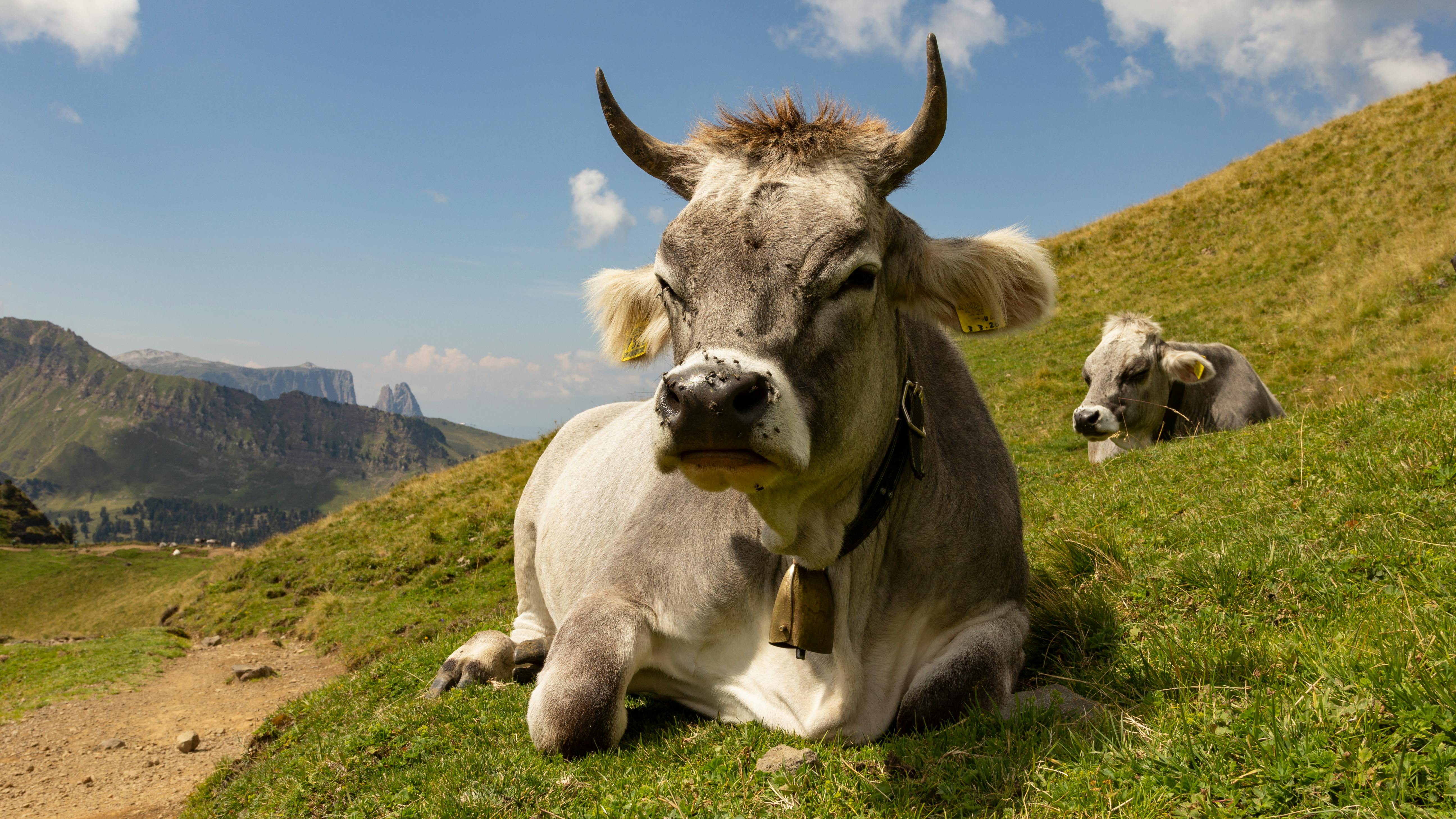 White Cow on Green Grass Field · Free Stock Photo