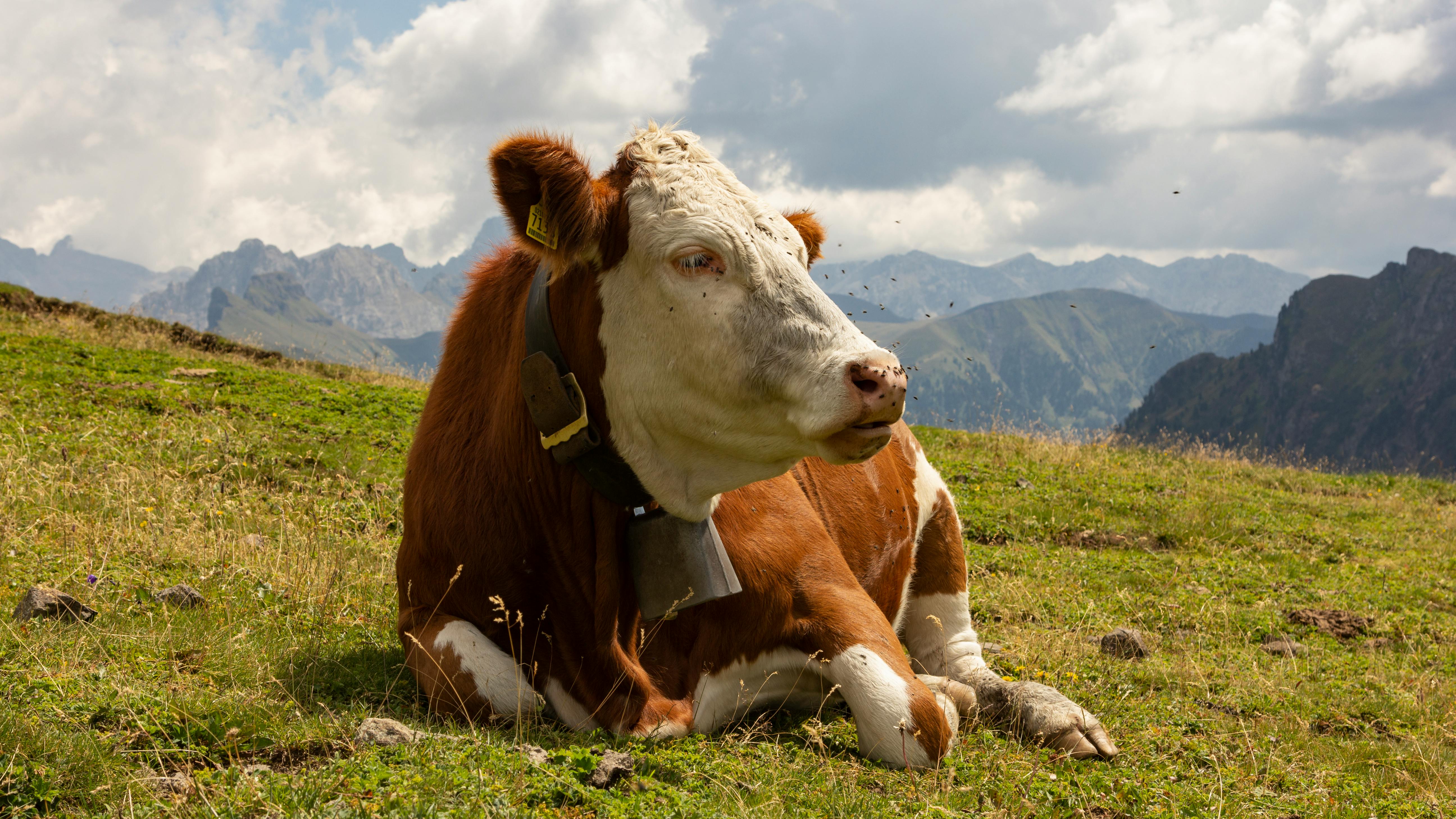 Cow on Slope · Free Stock Photo