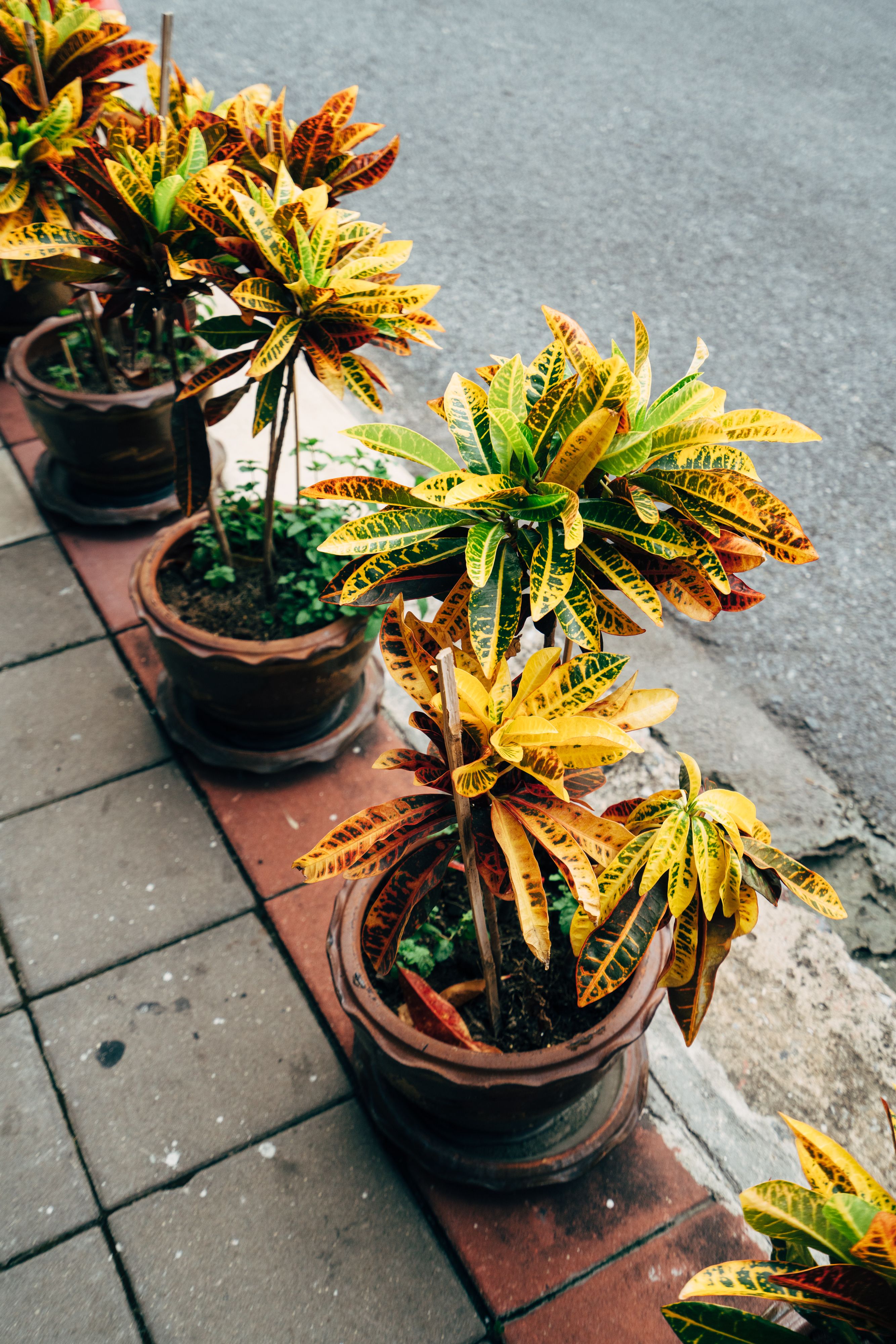 Yellow and Green Garden Crotons on Brown Clay Pots · Free Stock Photo