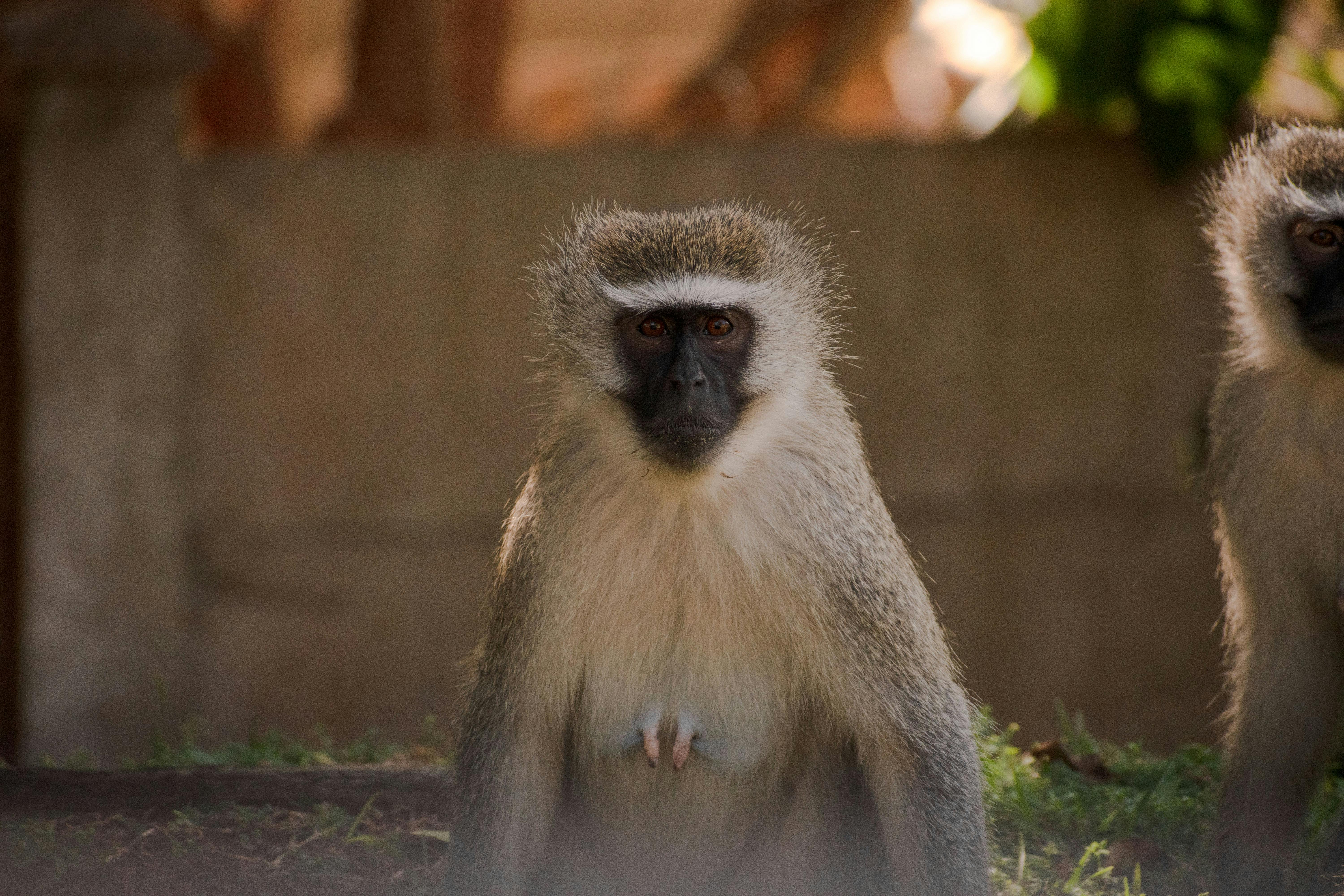 Monkey in Close Up Shot · Free Stock Photo
