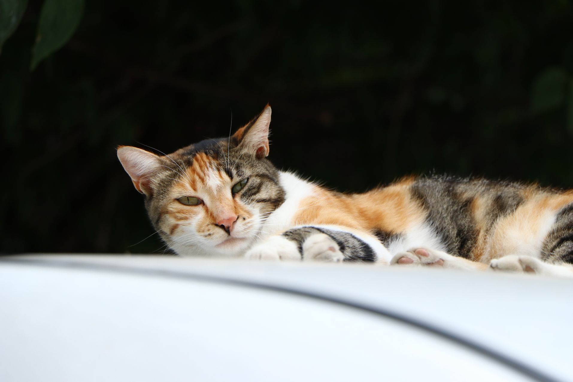 Factors Influencing Calico Cat Life Expectancy and Lifespan