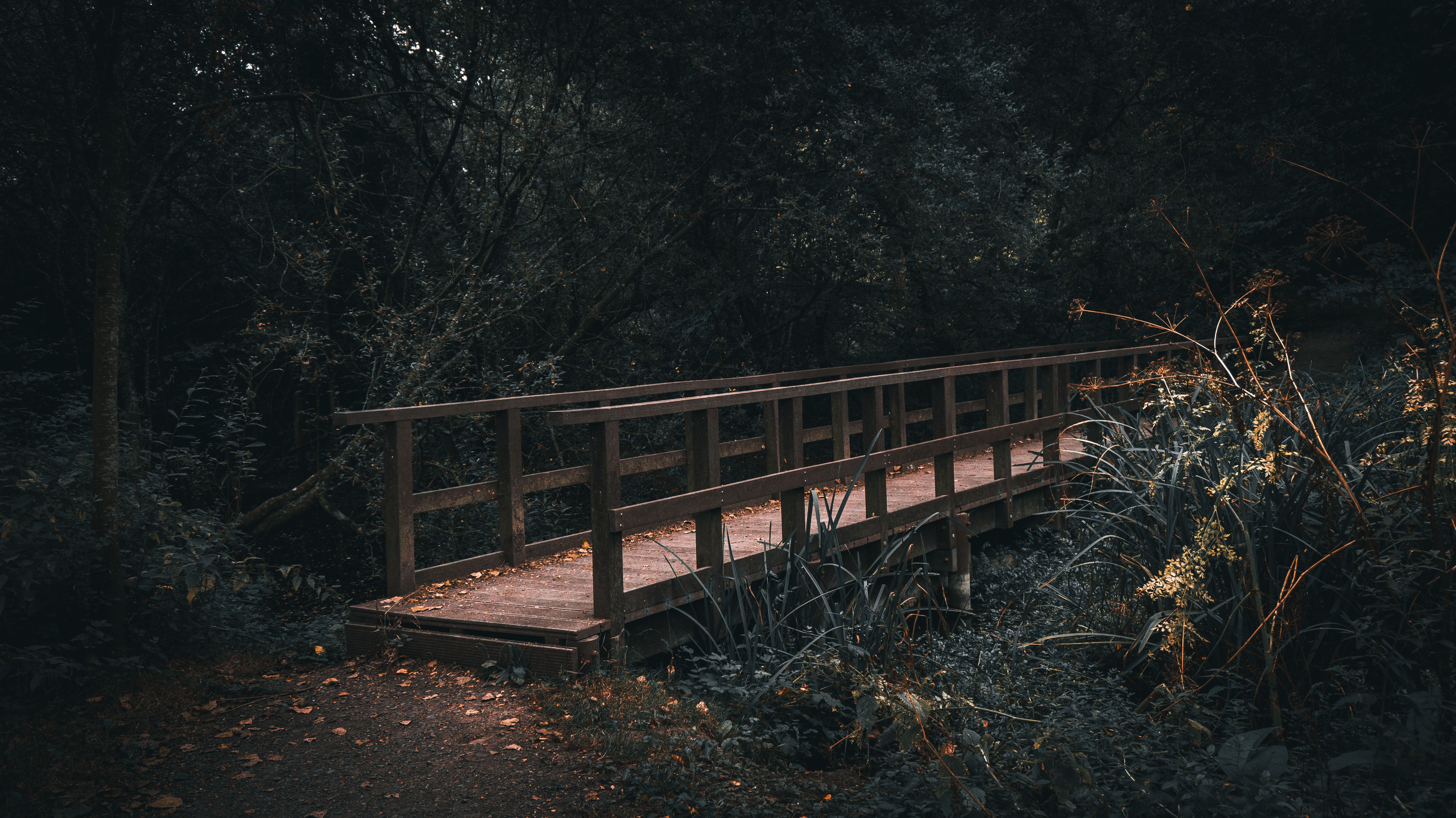 Wooden Footbridge in Forest · Free Stock Photo