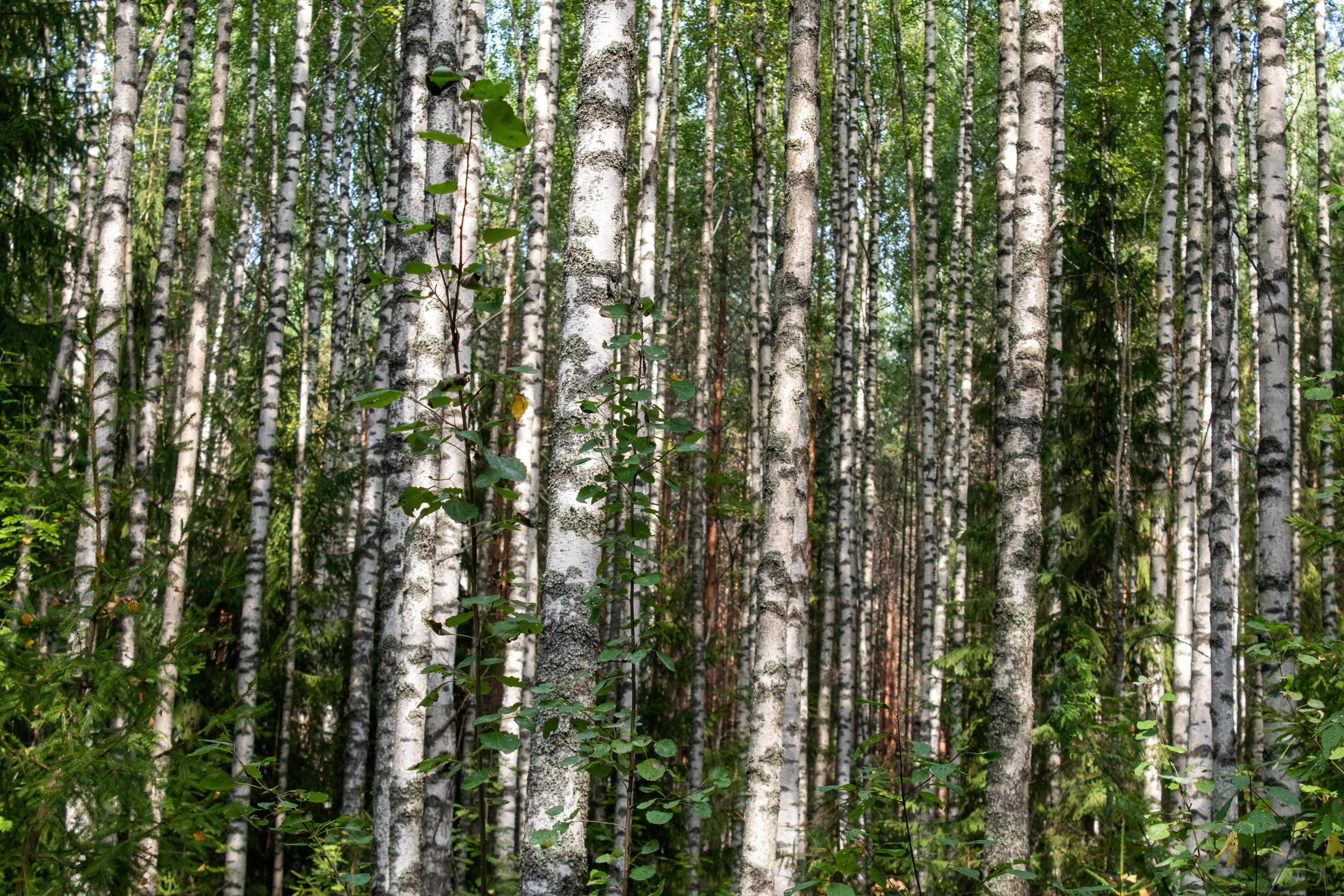 Photo of Birch Trees · Free Stock Photo