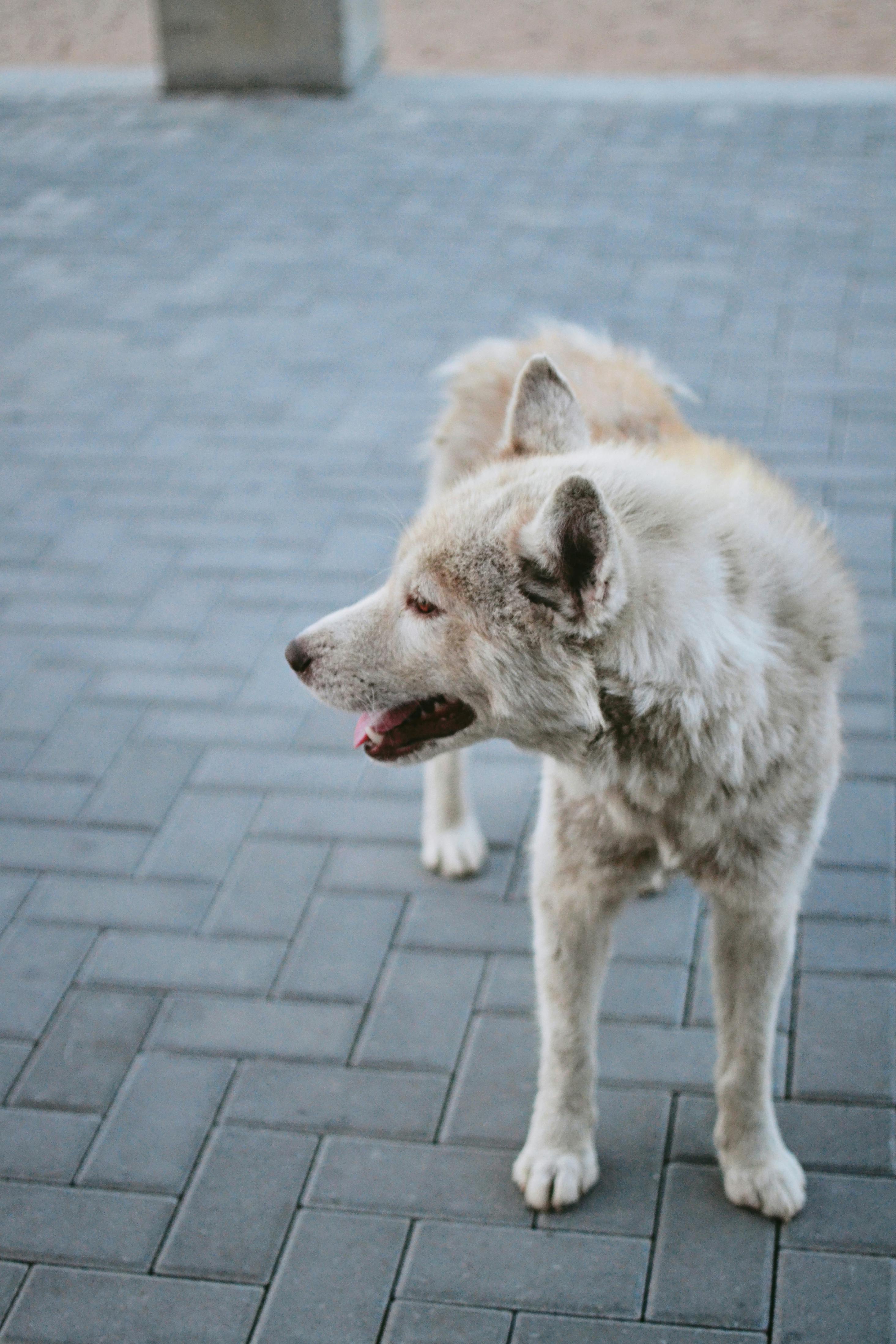 Photo of a Dog · Free Stock Photo