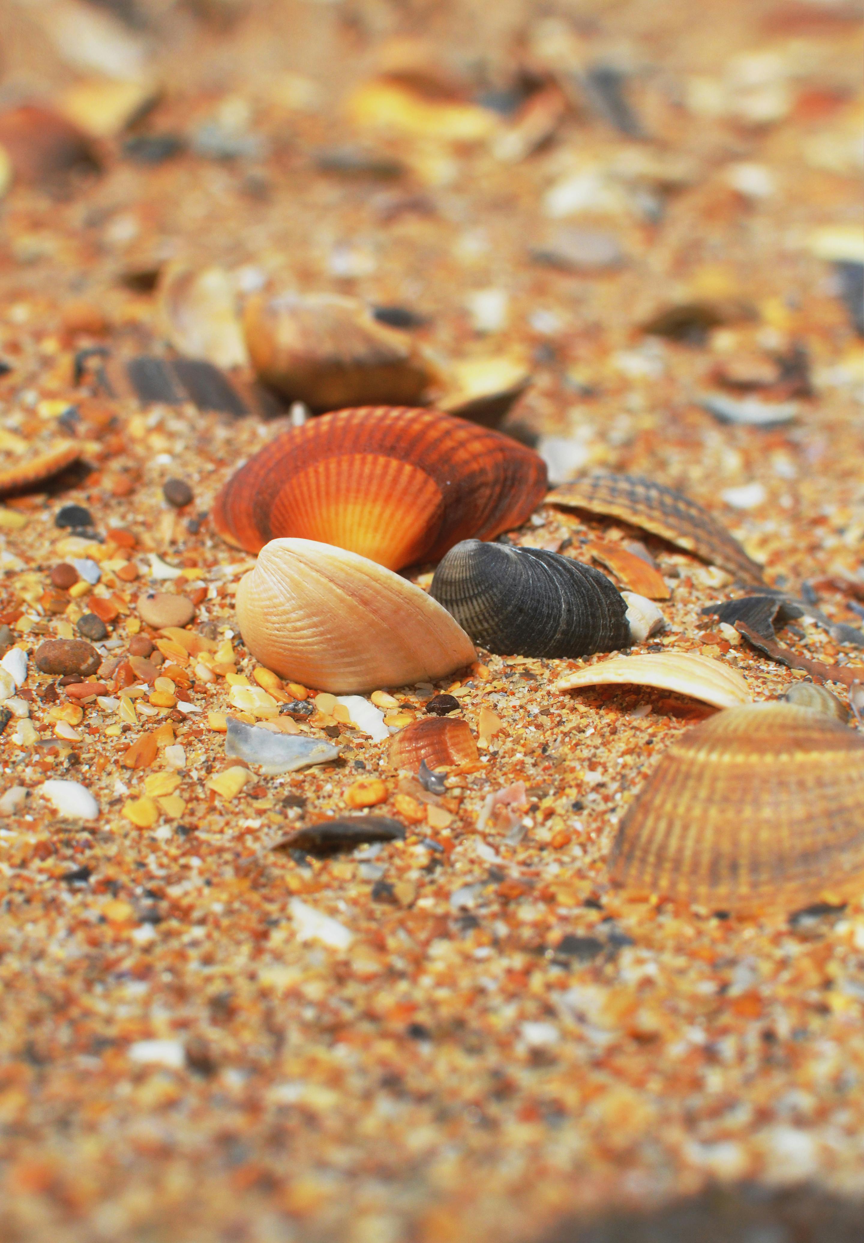 Selective Focus Photography of Shells on Sand · Free Stock Photo