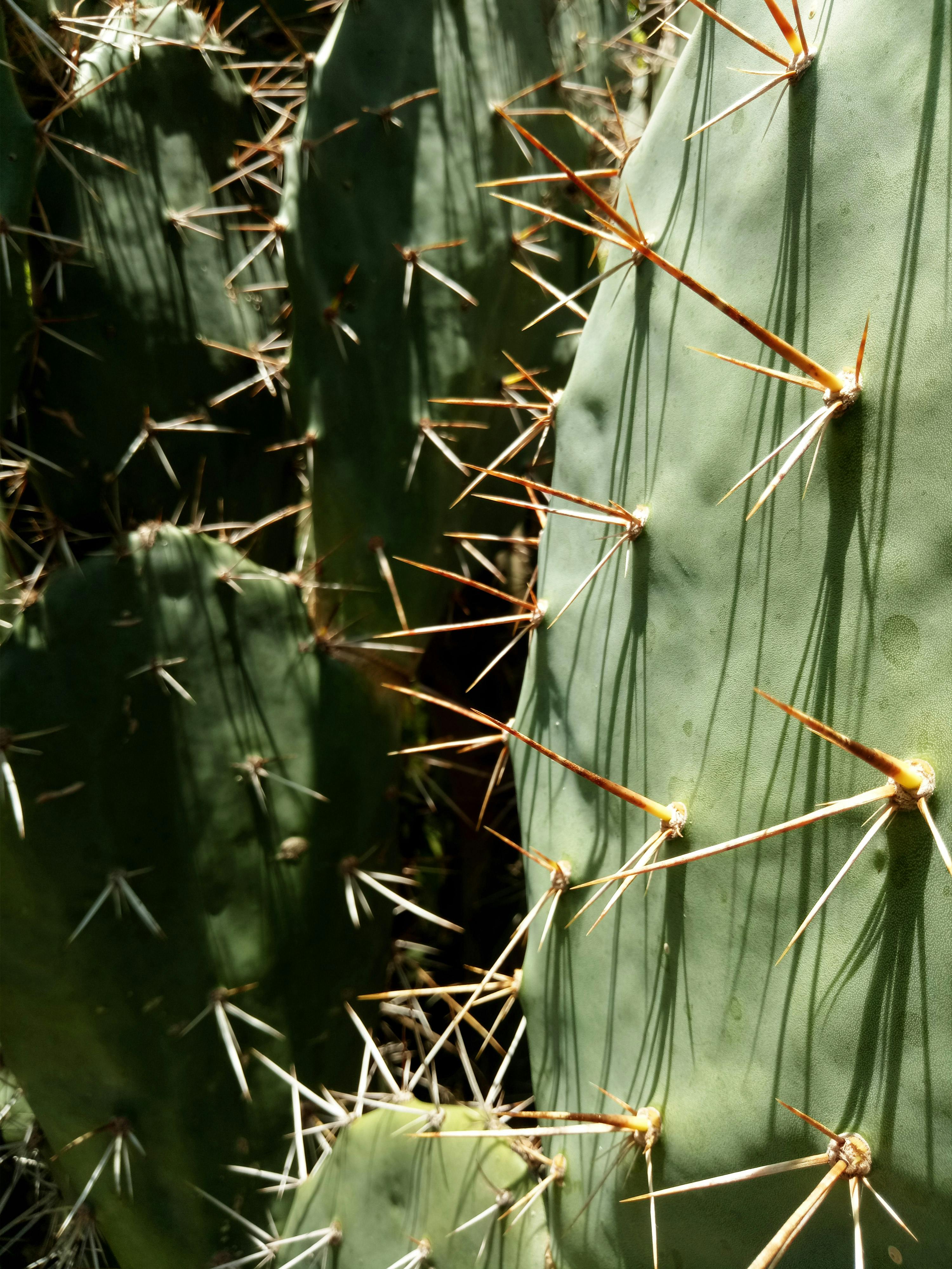 Joshua Tree Growing on Desert · Free Stock Photo