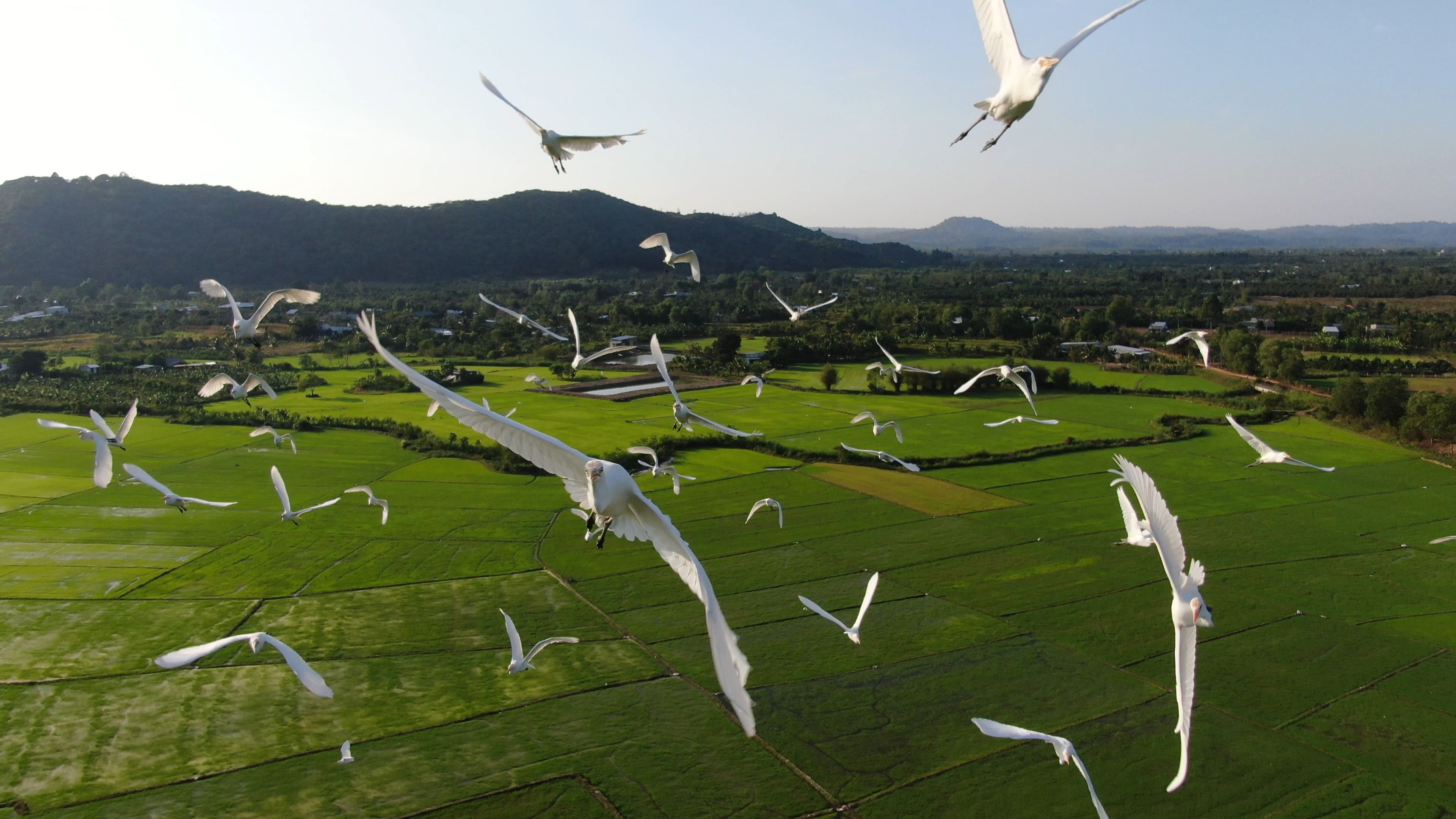 Birds Flying over Field · Free Stock Photo