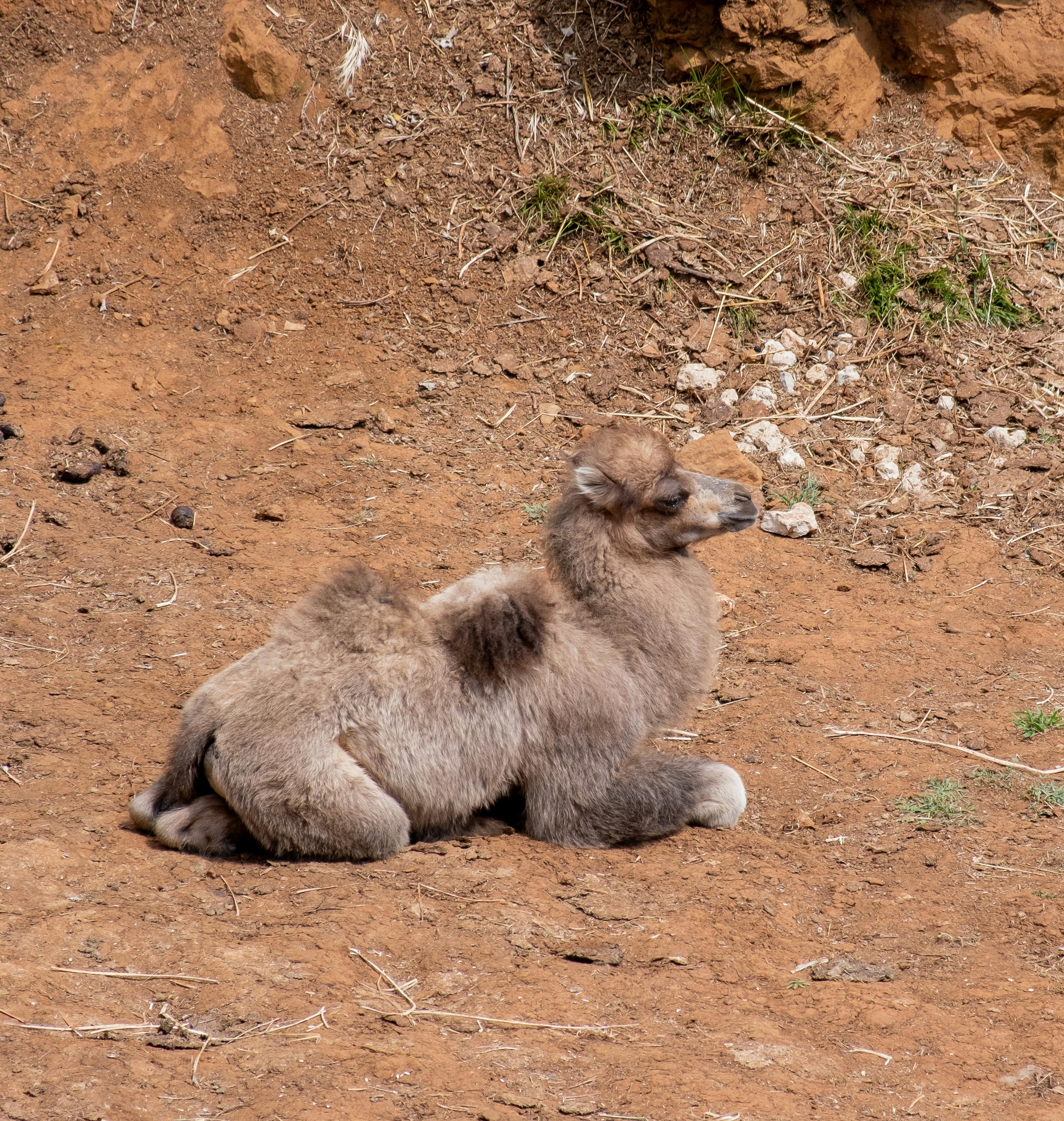 Young Camel Resting on the Ground · Free Stock Photo