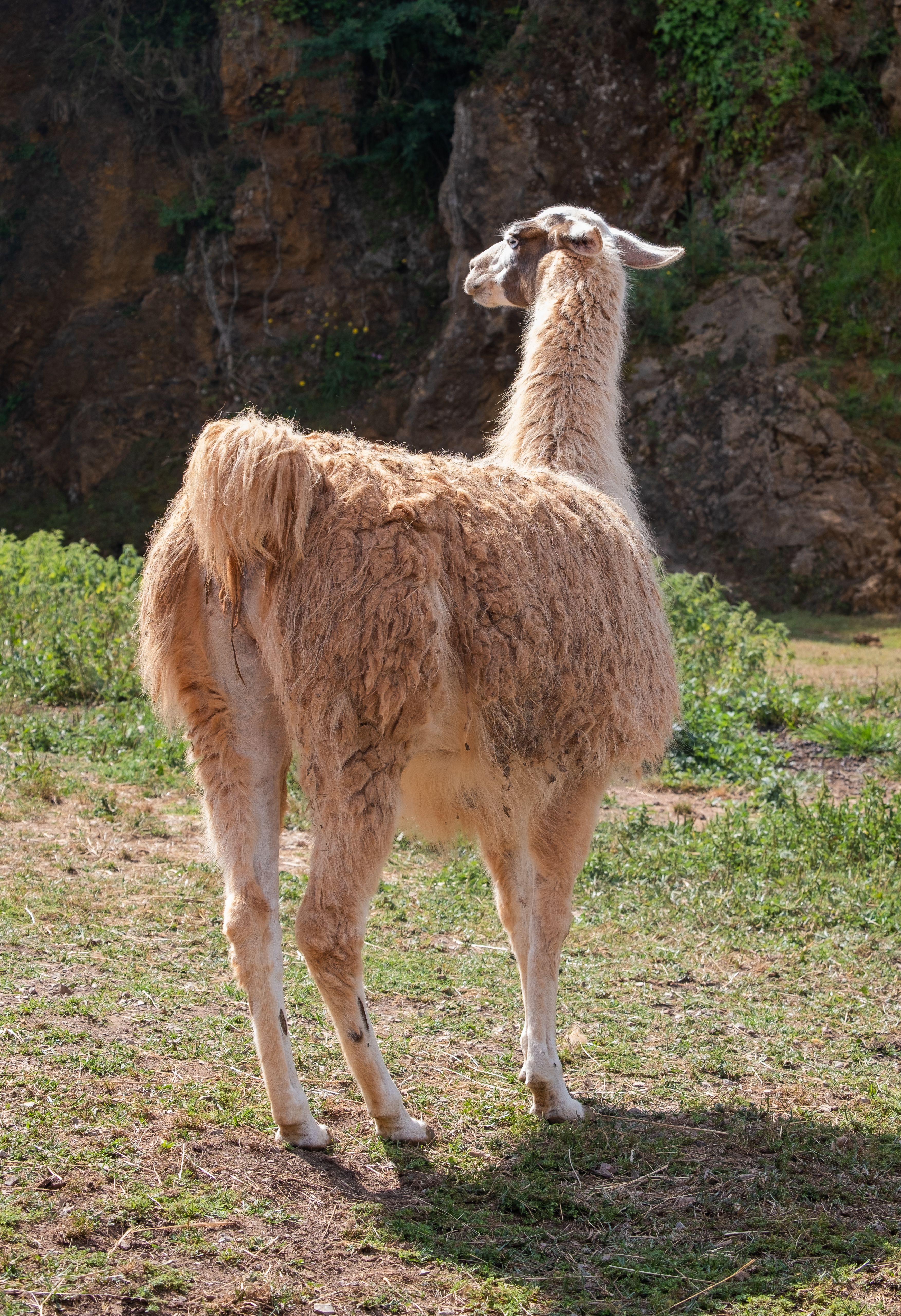 Back View of Sheep · Free Stock Photo