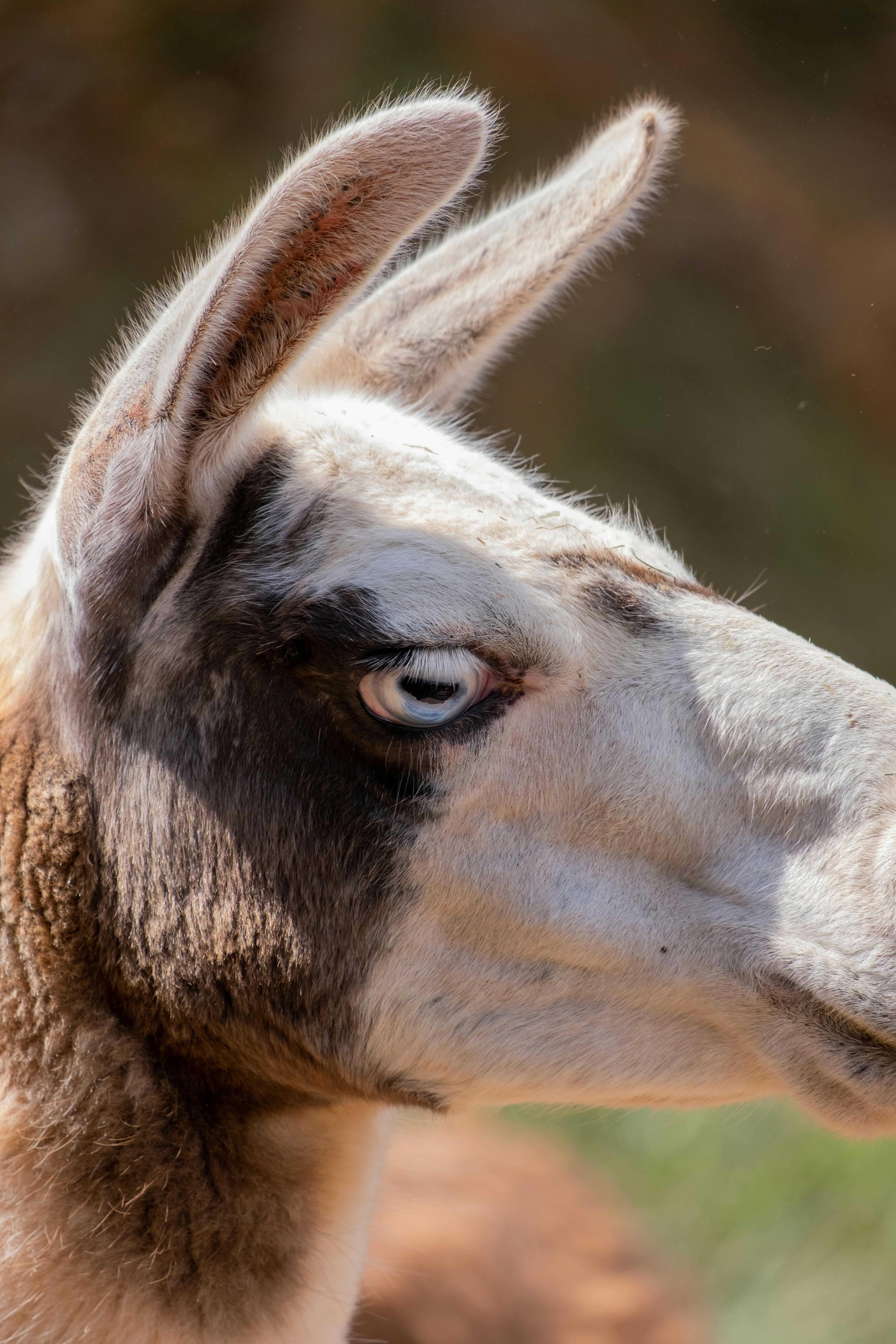 Close-Up Shot of a Llama · Free Stock Photo