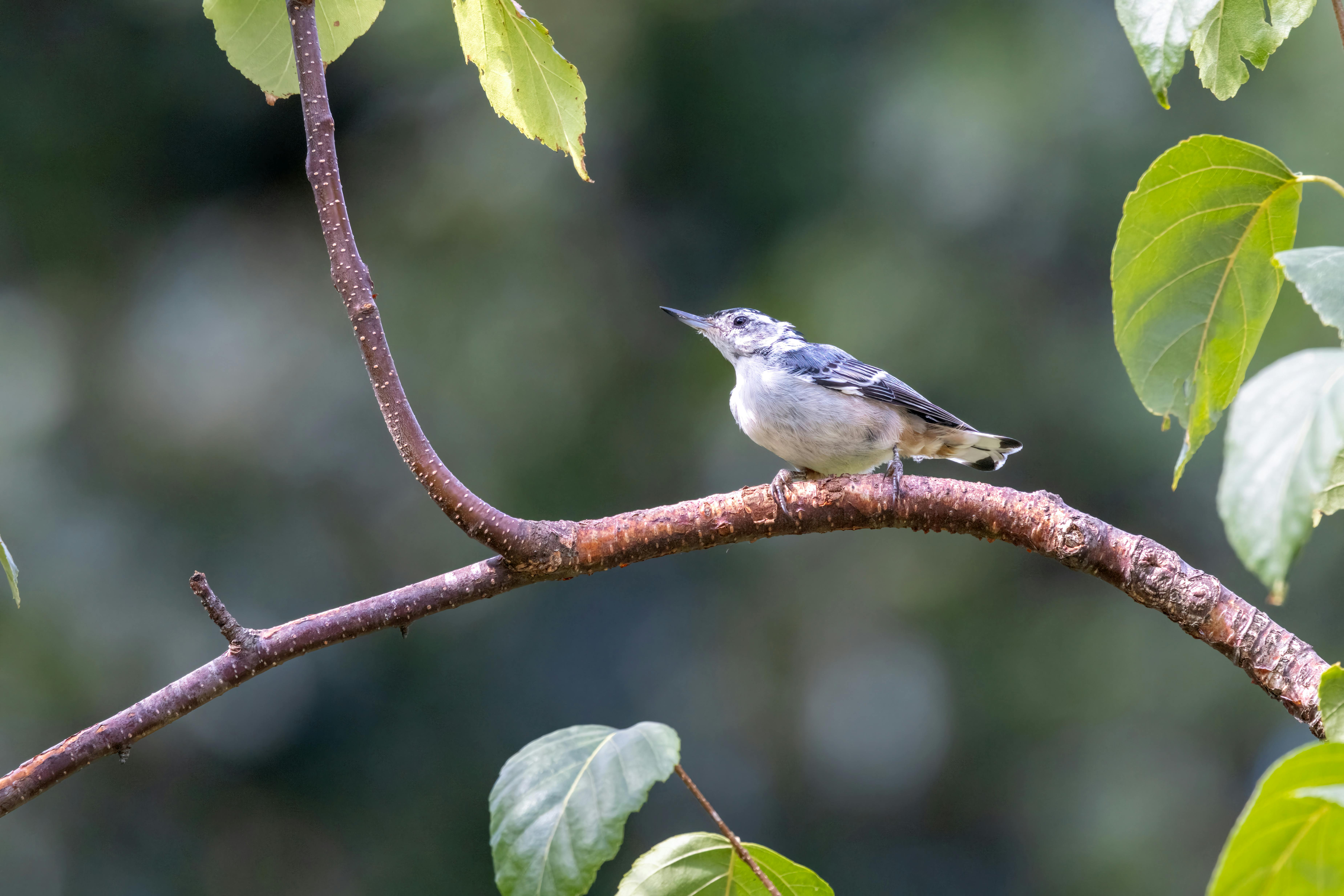 Photo of Birds Perched on Tree Branches · Free Stock Photo