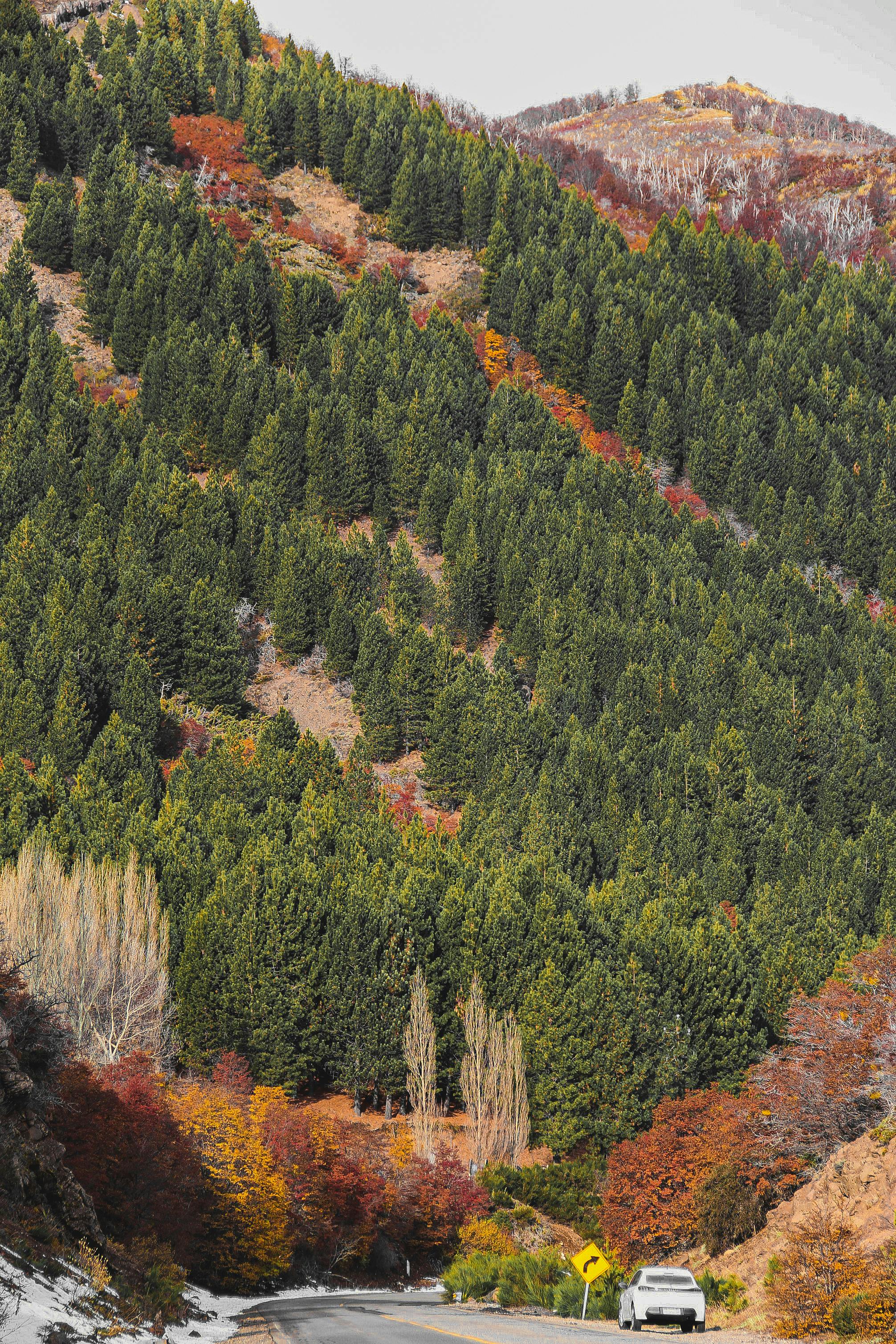 Trees on a Mountain · Free Stock Photo