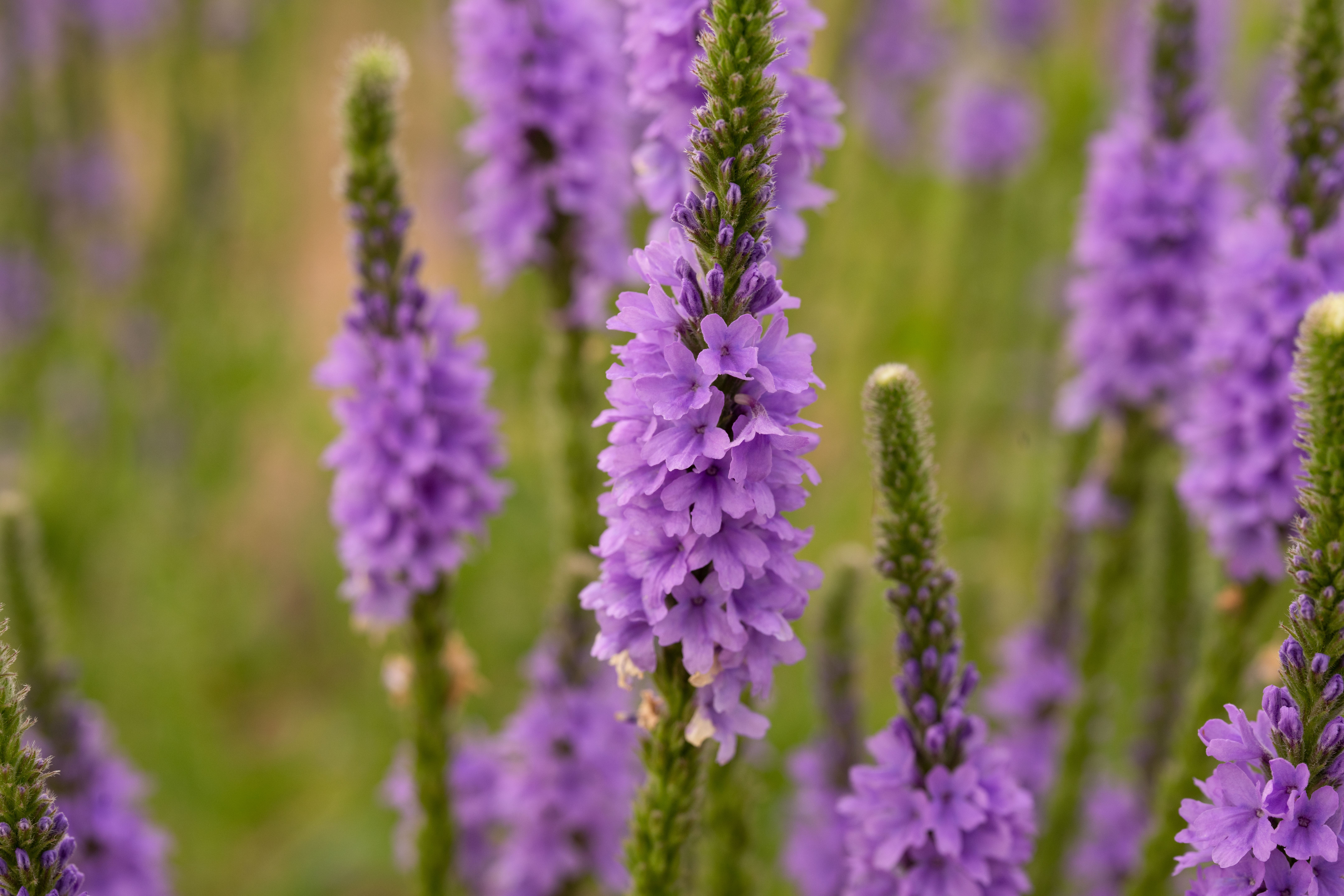 Close Up of Beautiful Purple Flowers · Free Stock Photo
