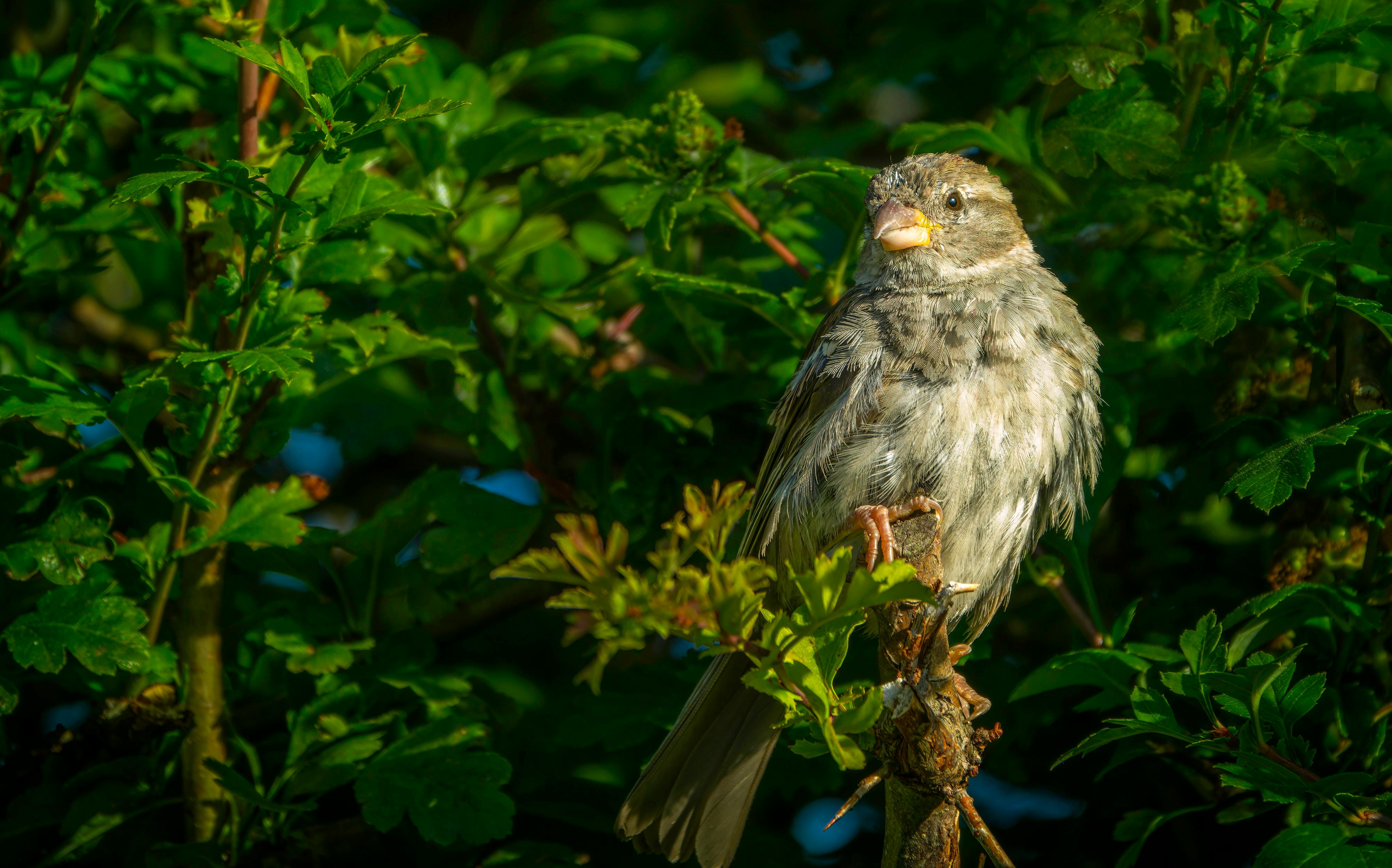 Bird among Spring Blossoms on Tree · Free Stock Photo
