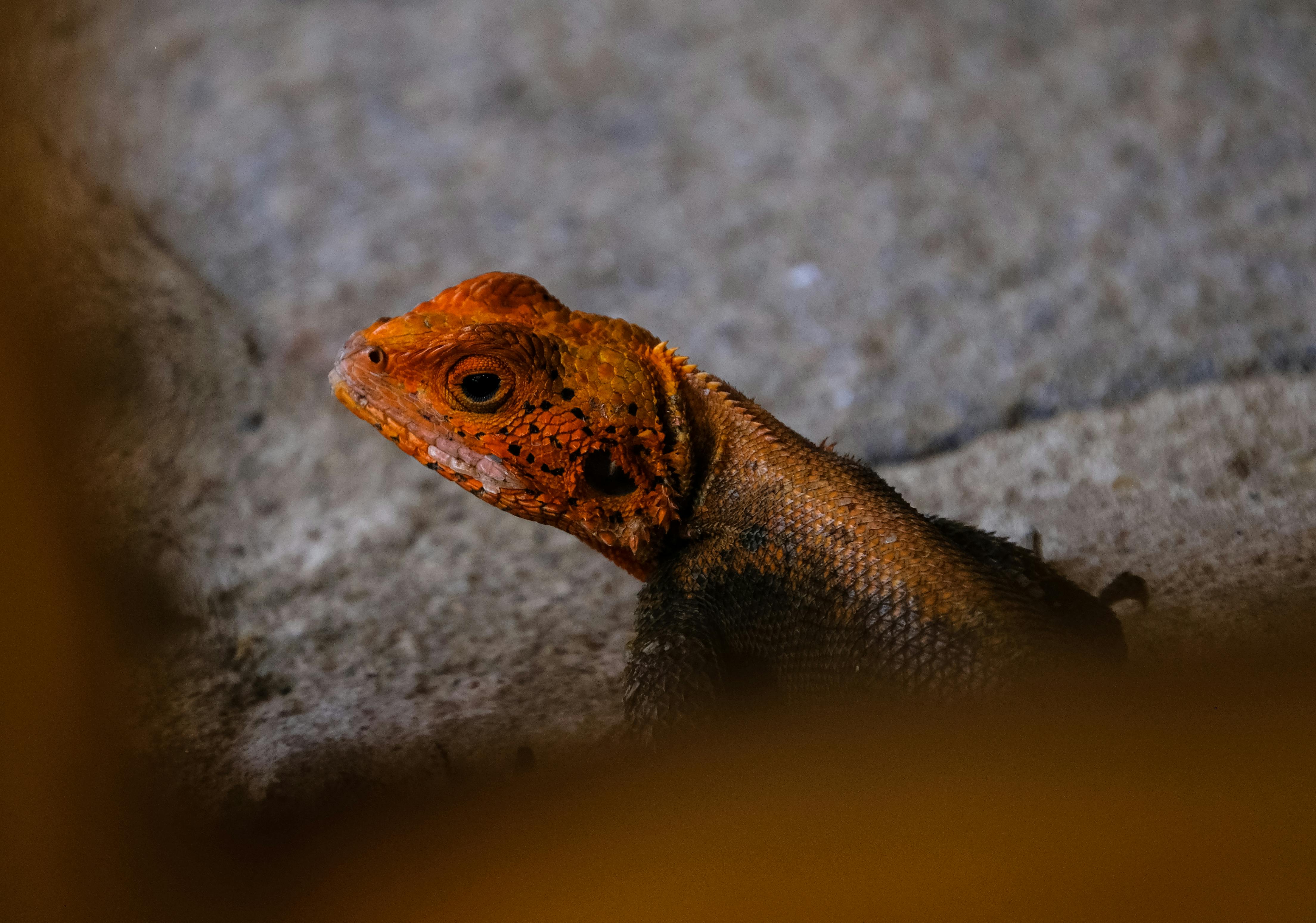 Green and Red Lizard · Free Stock Photo