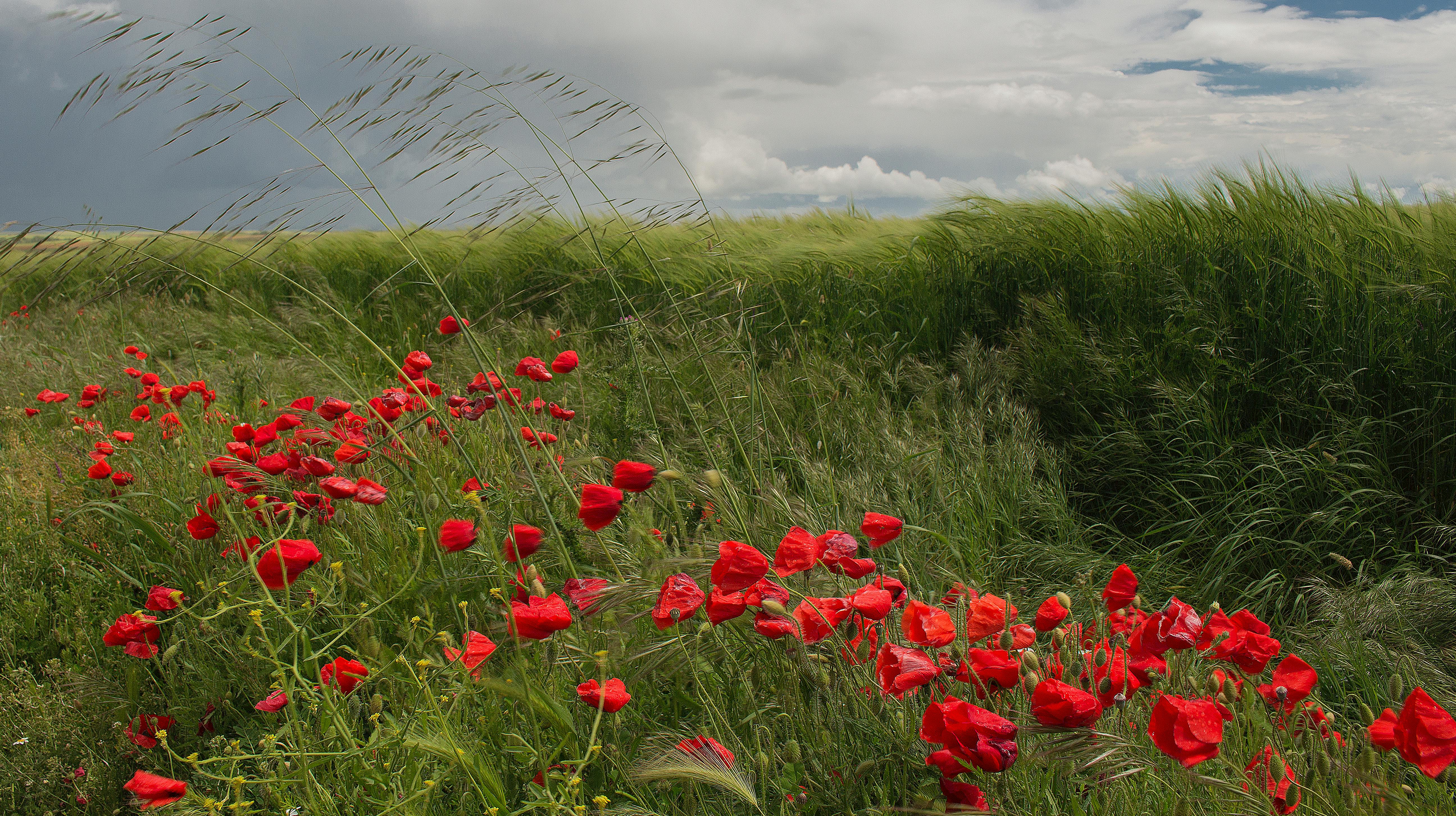Red Flower Near White Flower during Daytime · Free Stock Photo