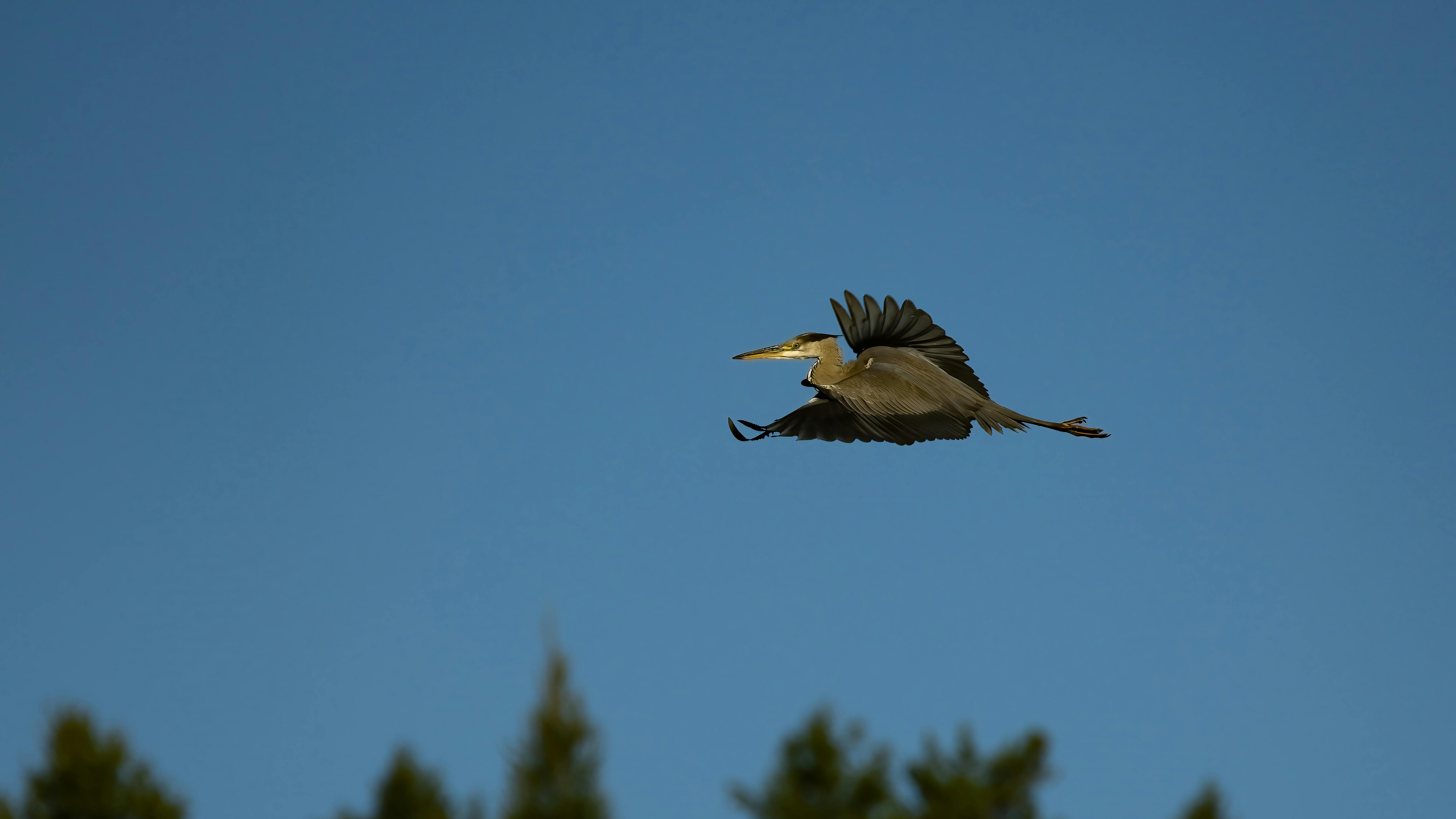 Dragon Flying Photos, Download The BEST Free Dragon Flying Stock Photos ...