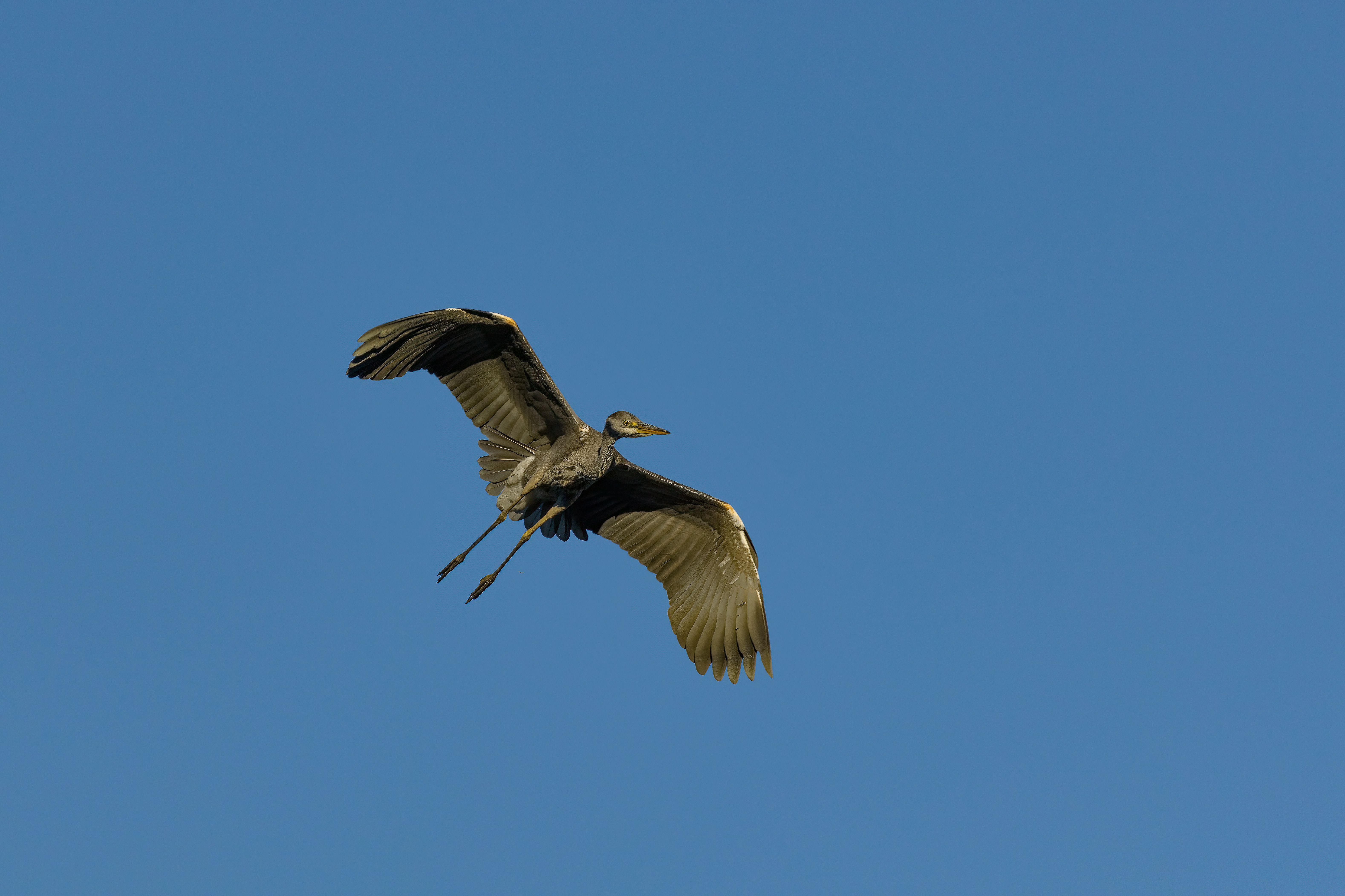 Bird Flying Under Blue Sky · Free Stock Photo