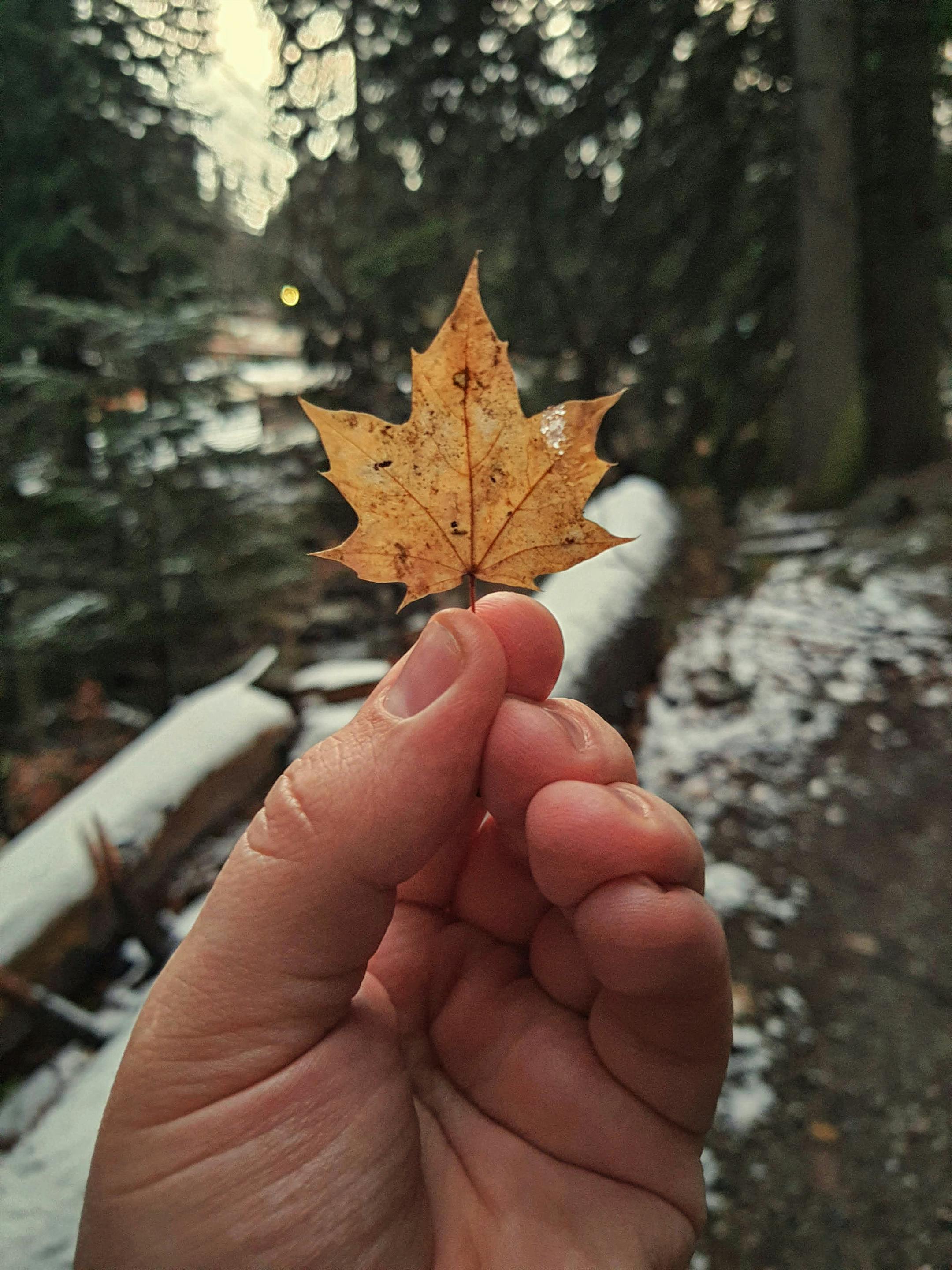 Hand With Green Leaf · Free Stock Photo