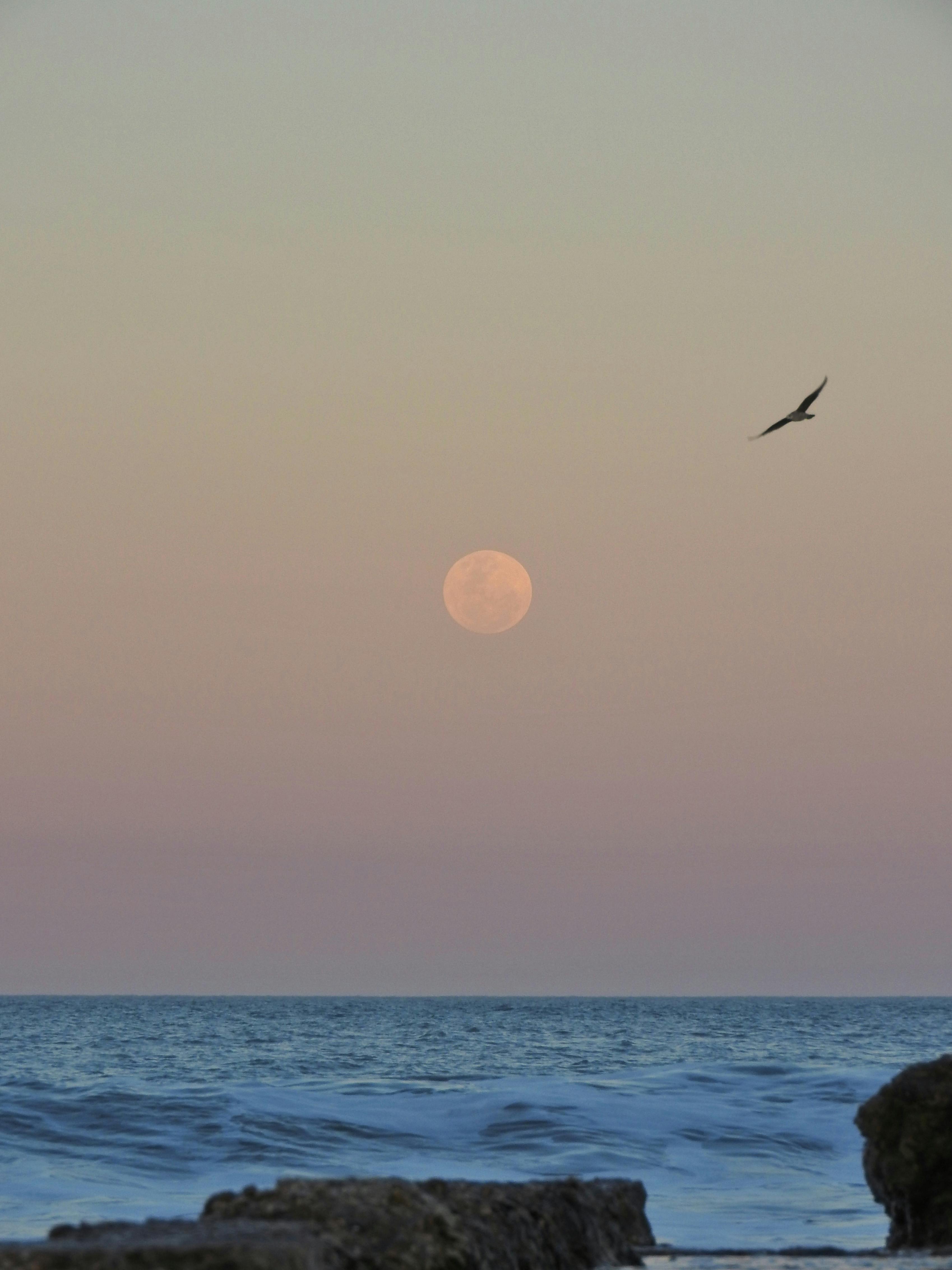 Beutiful Moon Photos, Download Free Beutiful Moon Stock Photos & HD Images